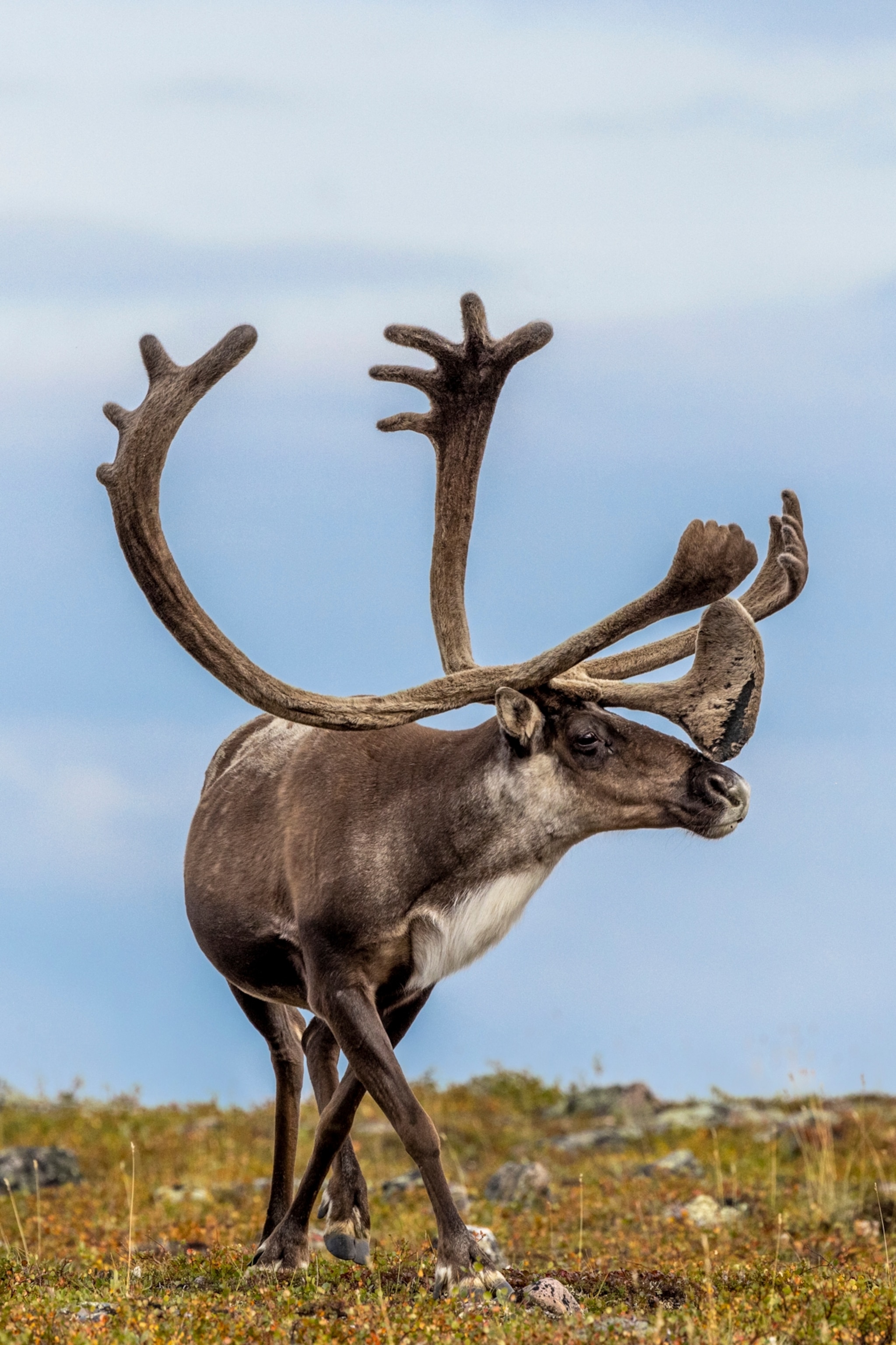 Where are all the caribou?