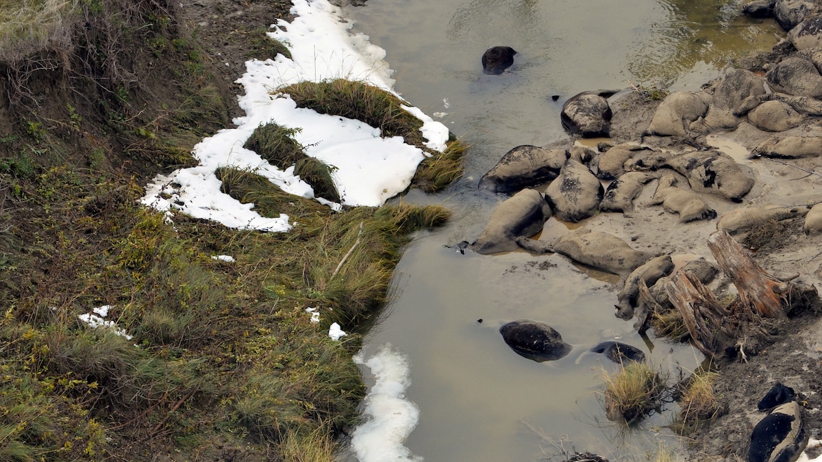 Why Did South Dakota Snowstorm Kill So Many Cattle? | National Geographic