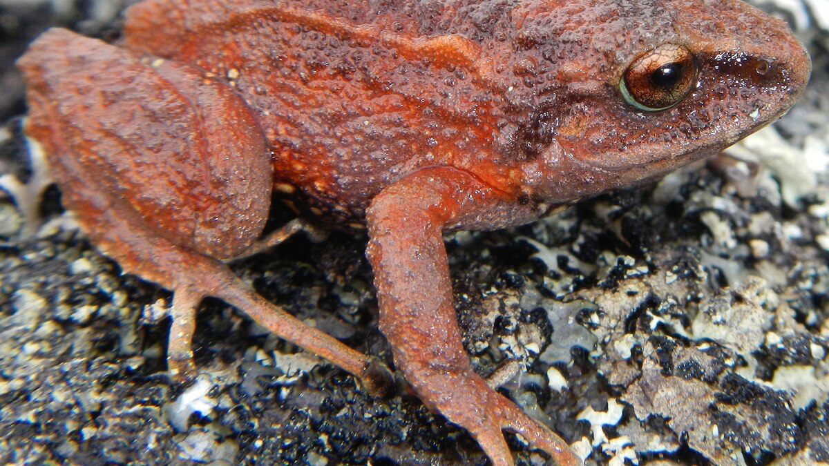 Three New Grape-Size Frogs Found, May Already Be Threatened | National ...