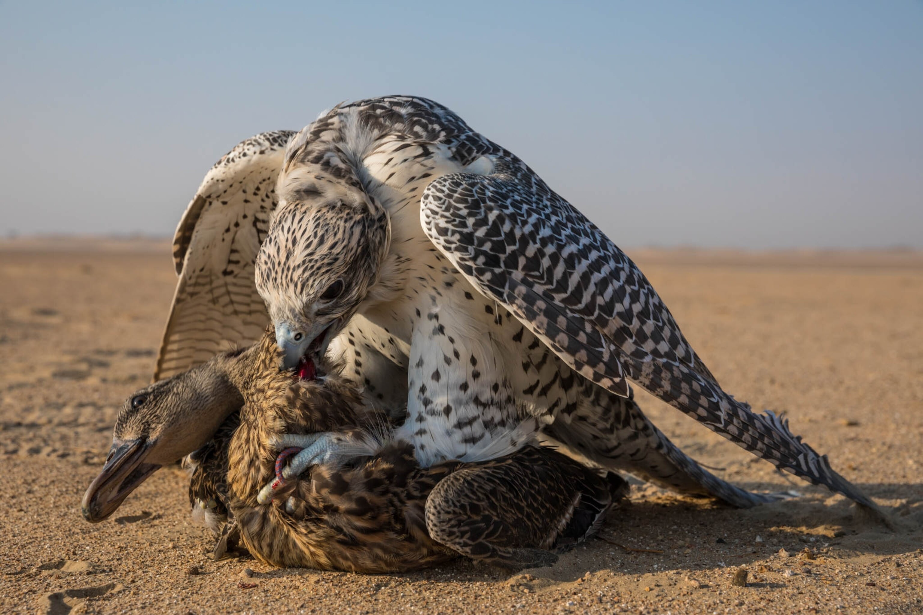 Falcons, the World's Fastest Animal, and a Sheikh's Plan to Protect Them