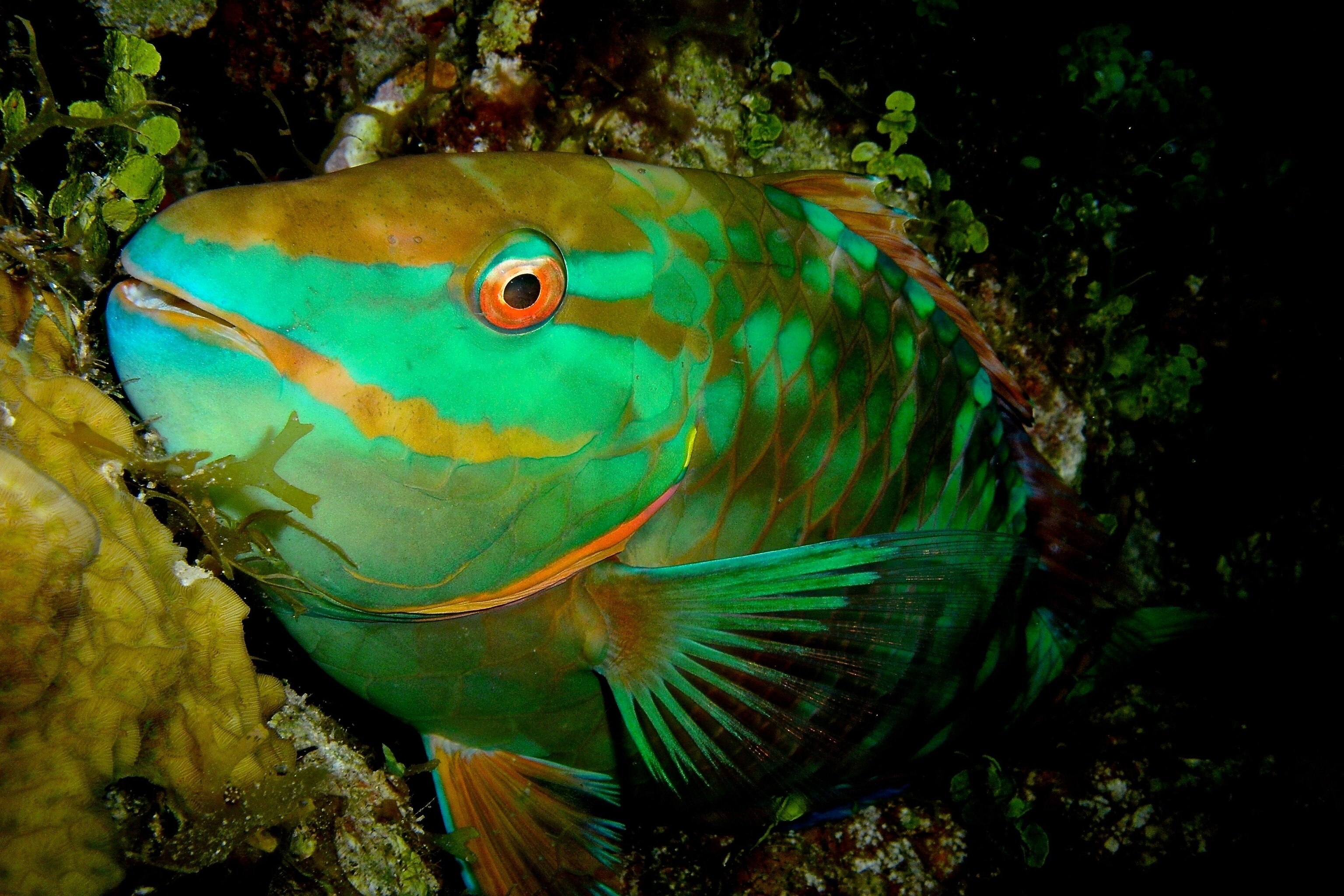 National Geographic Wallpaper Parrot Fish A Vast Coastline Dotted With
