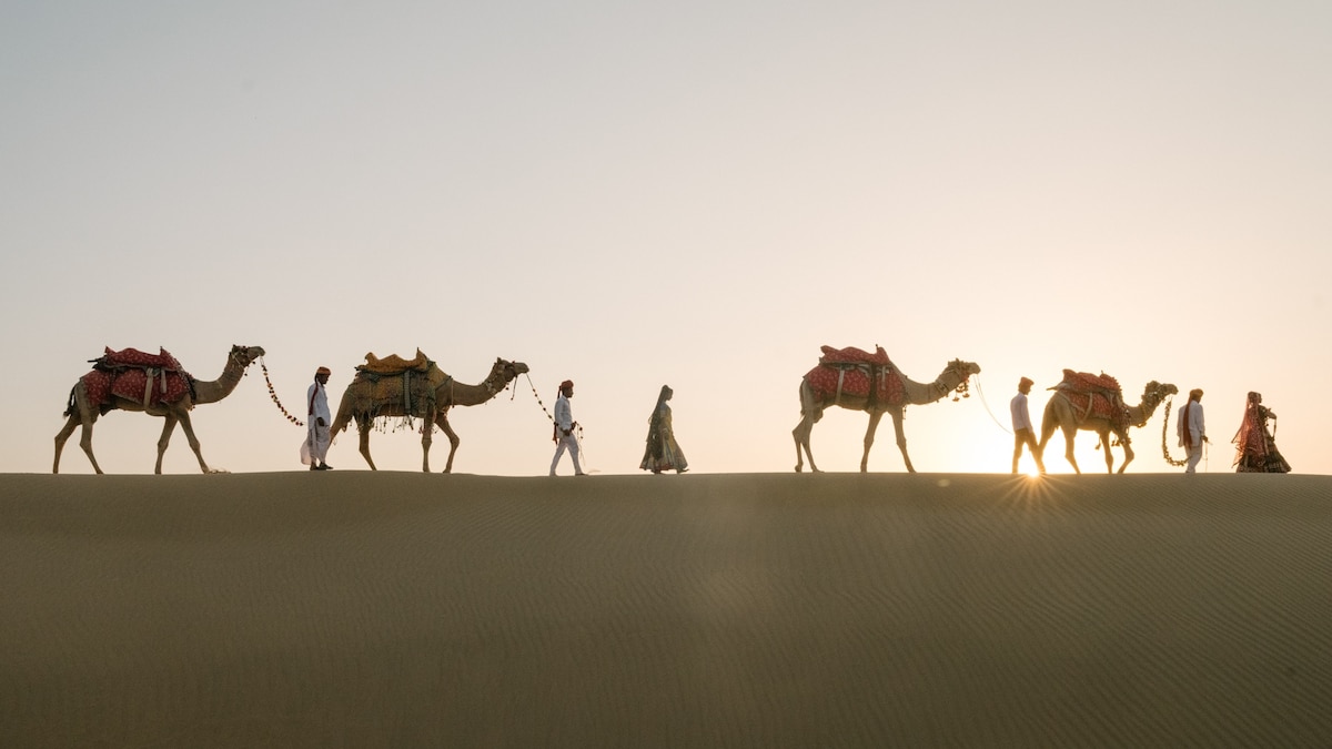 Camels are disappearing in India, threatening a centuries-old nomadic ...