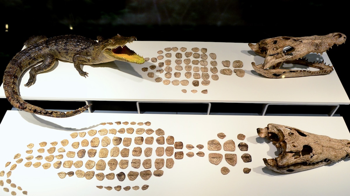 More Than 400 Animals Offered to Aztec Gods | National Geographic