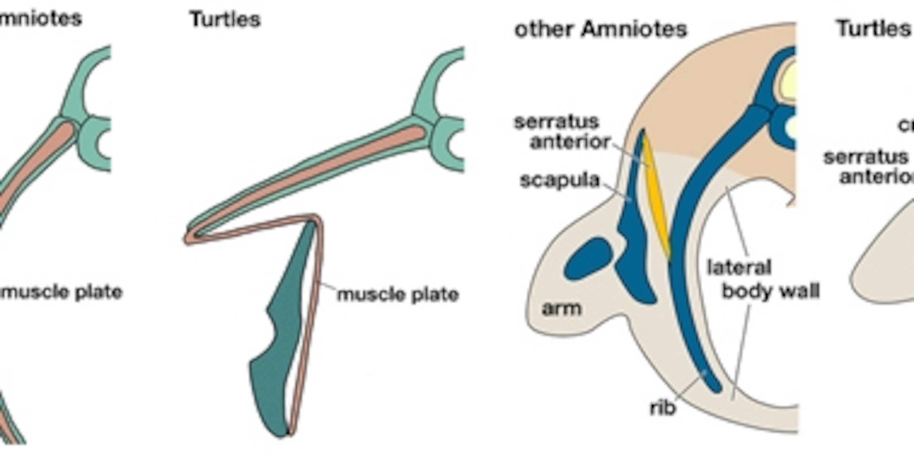 How the turtle got its shell through skeletal shifts and muscular origami