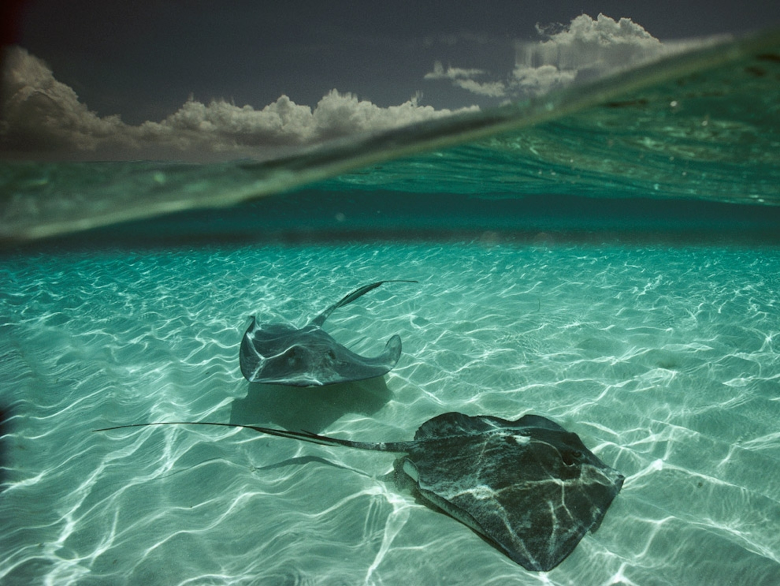 Rays