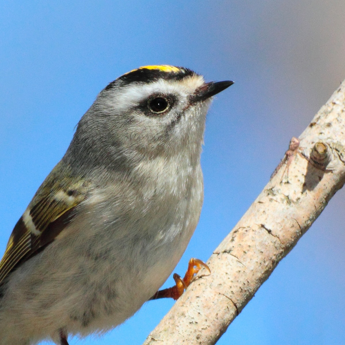 Golden-Crowned Kinglet | National Geographic
