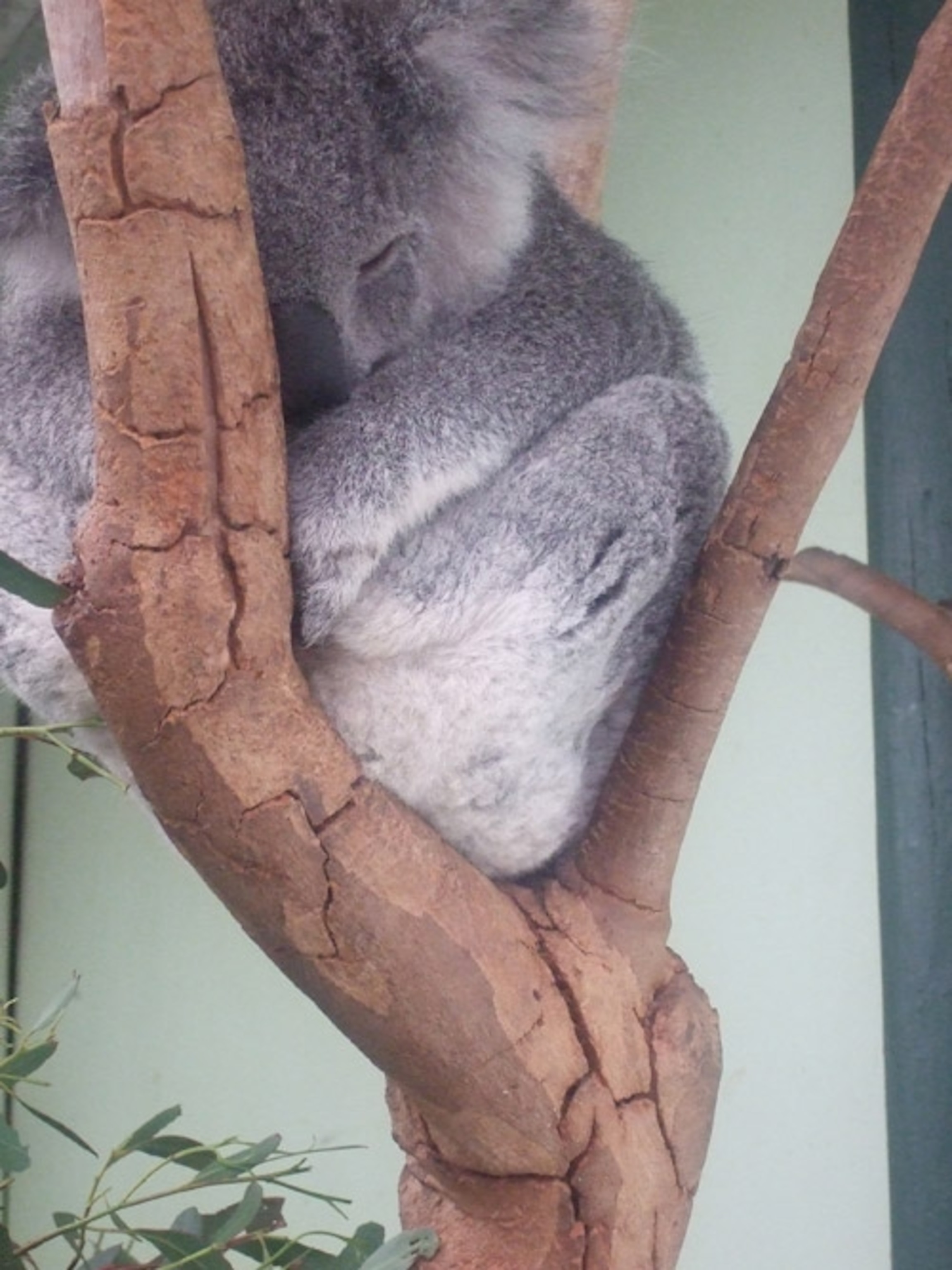 Australiana #1 – Koala