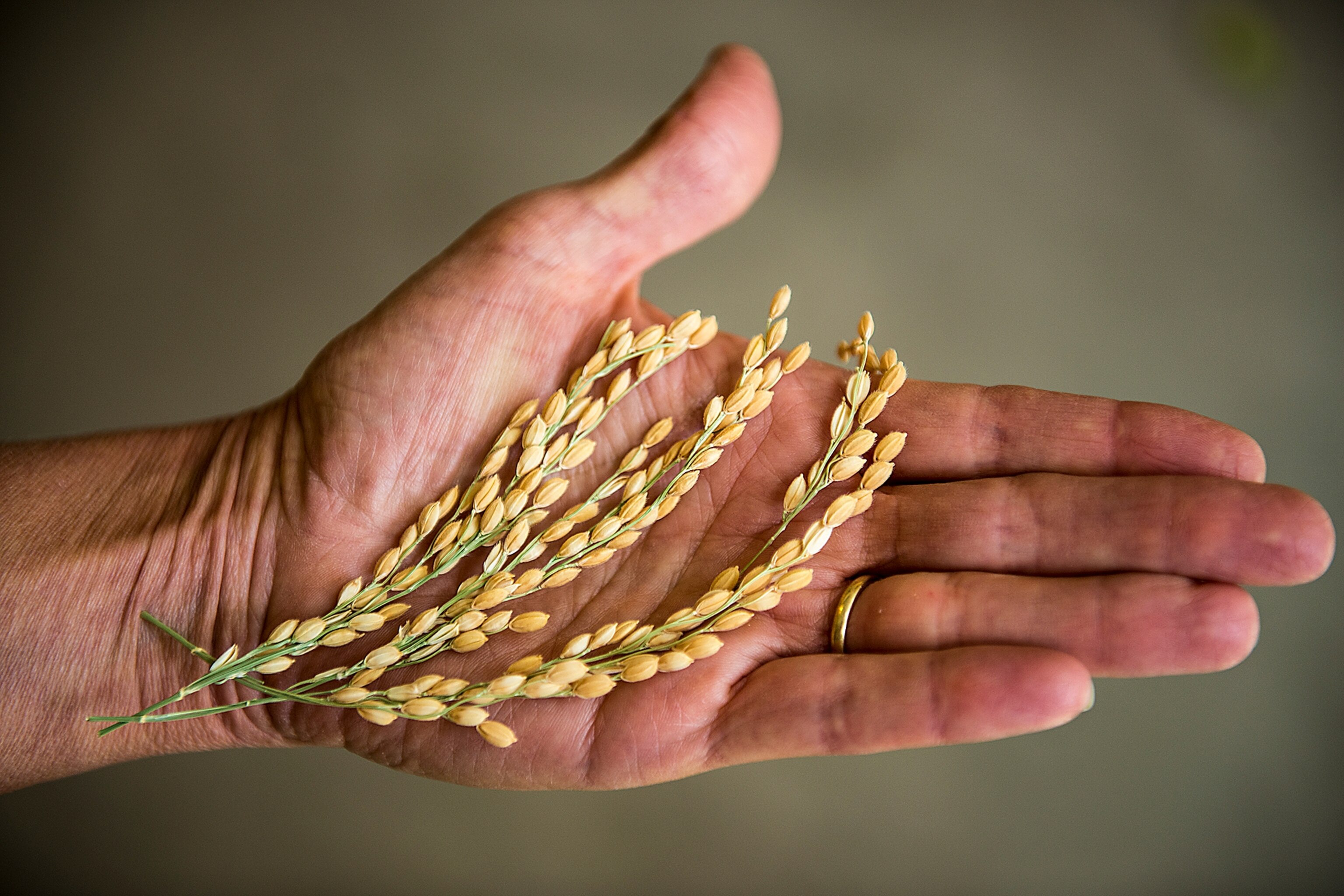 Can This Scientist Unite Genetic Engineers and Organic Farmers?