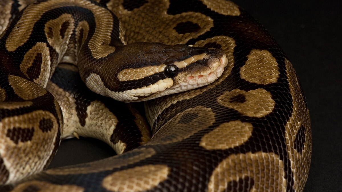 U.S. demand for pets and skins threatens some African animals