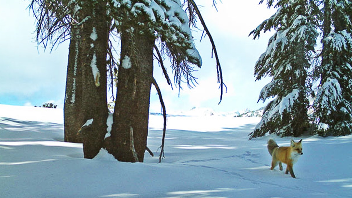 Extremely Rare Fox Seen in Yosemite—First Time in 100 Years | National ...