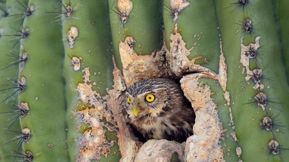 Can this tiny owl survive in one of America's fastest-growing states ...
