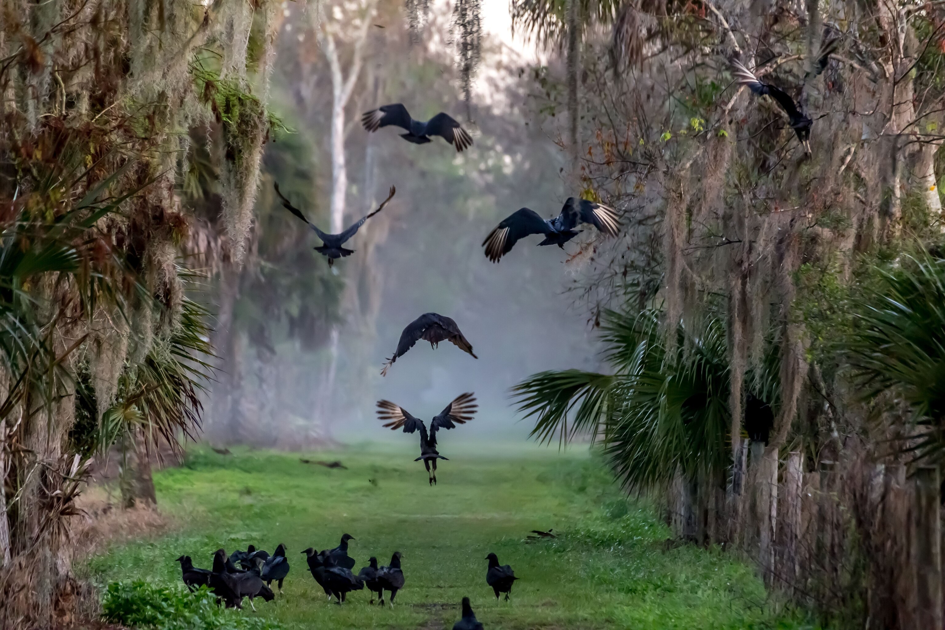 Your Florida Nature Pictures