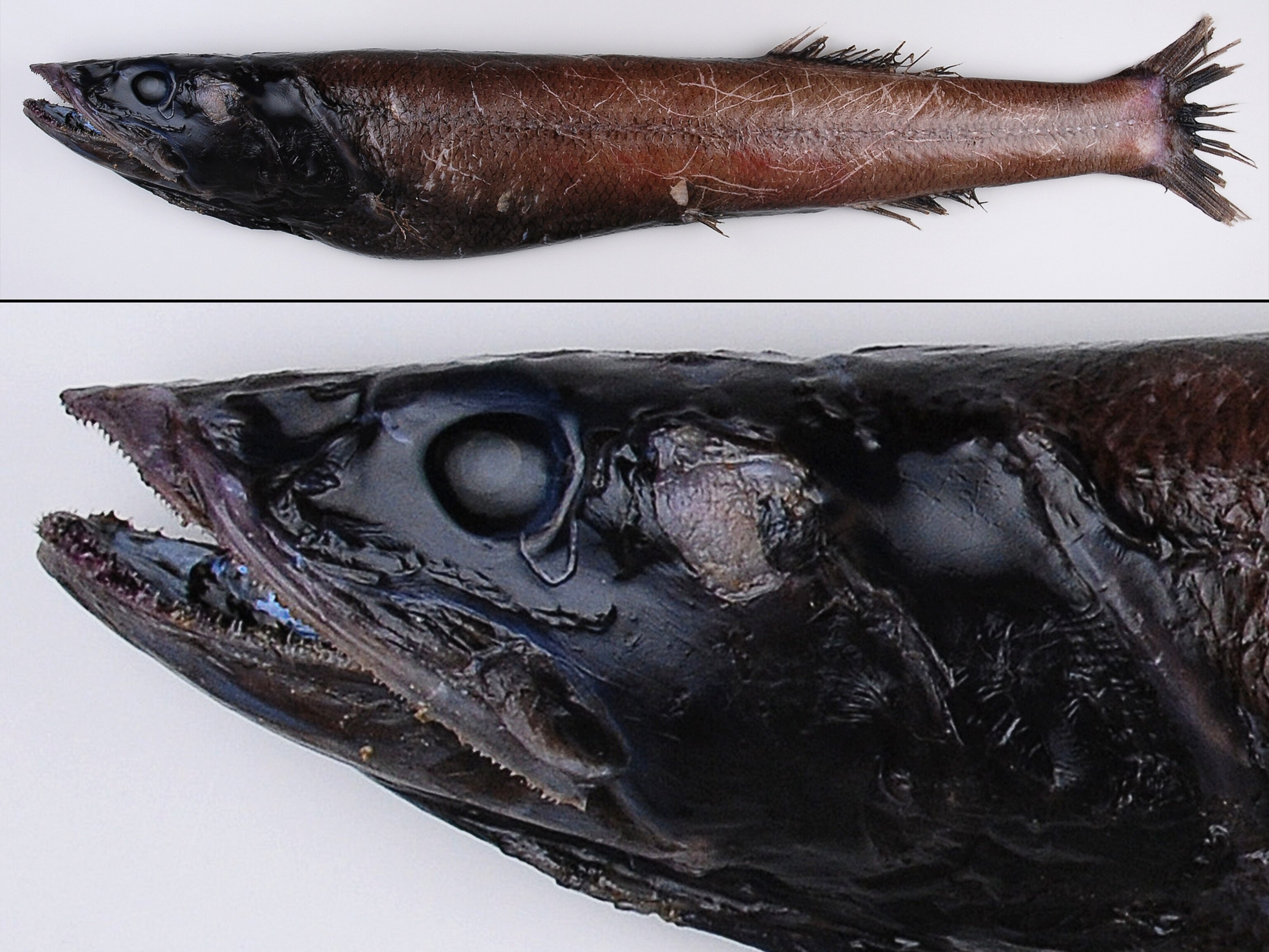 Pictures: Strange New Fish Found Deep off New Zealand