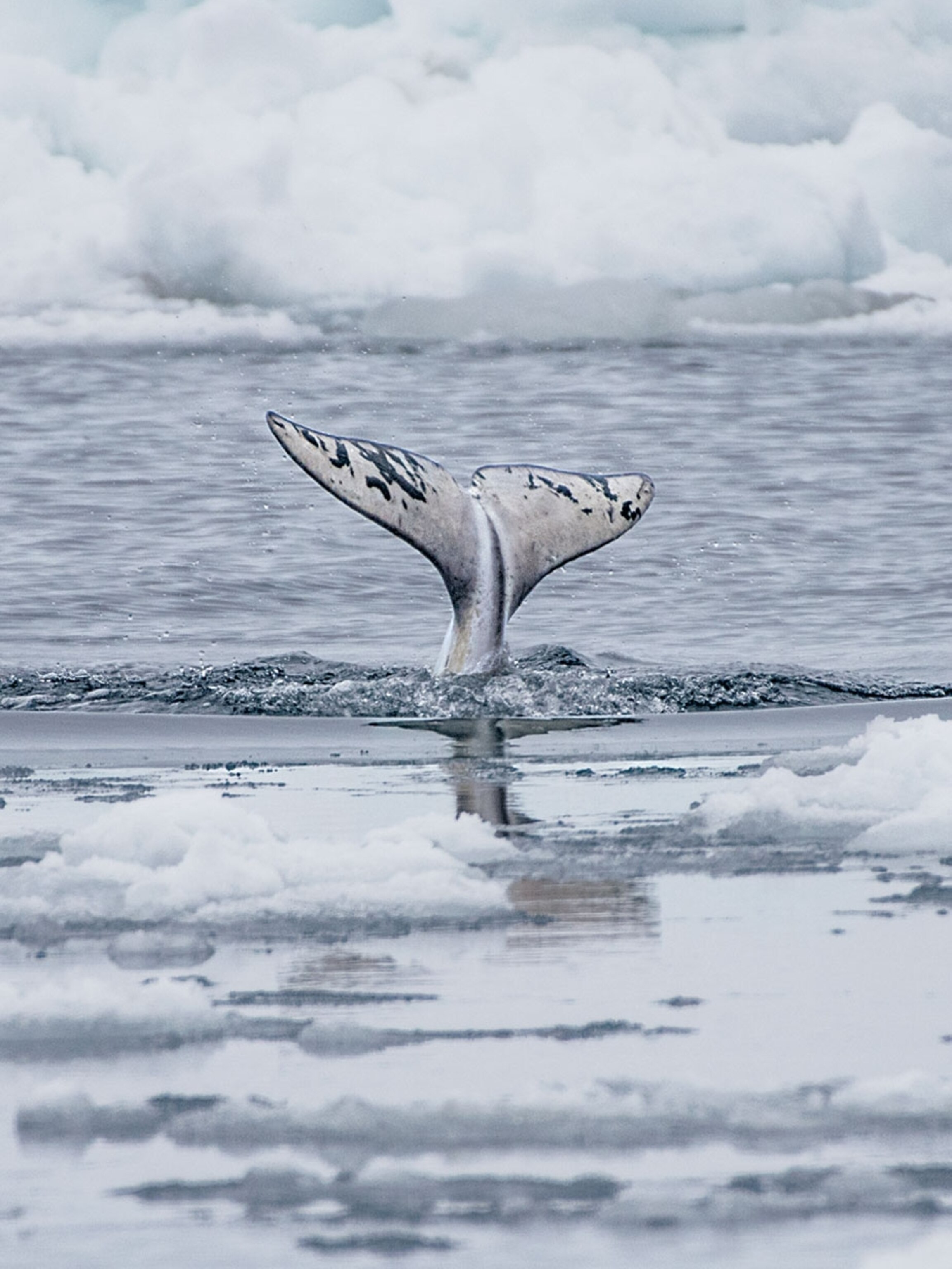 Meet the bowhead whale hunters of northern Alaska