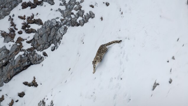 Snow Leopard Hunting Ibex