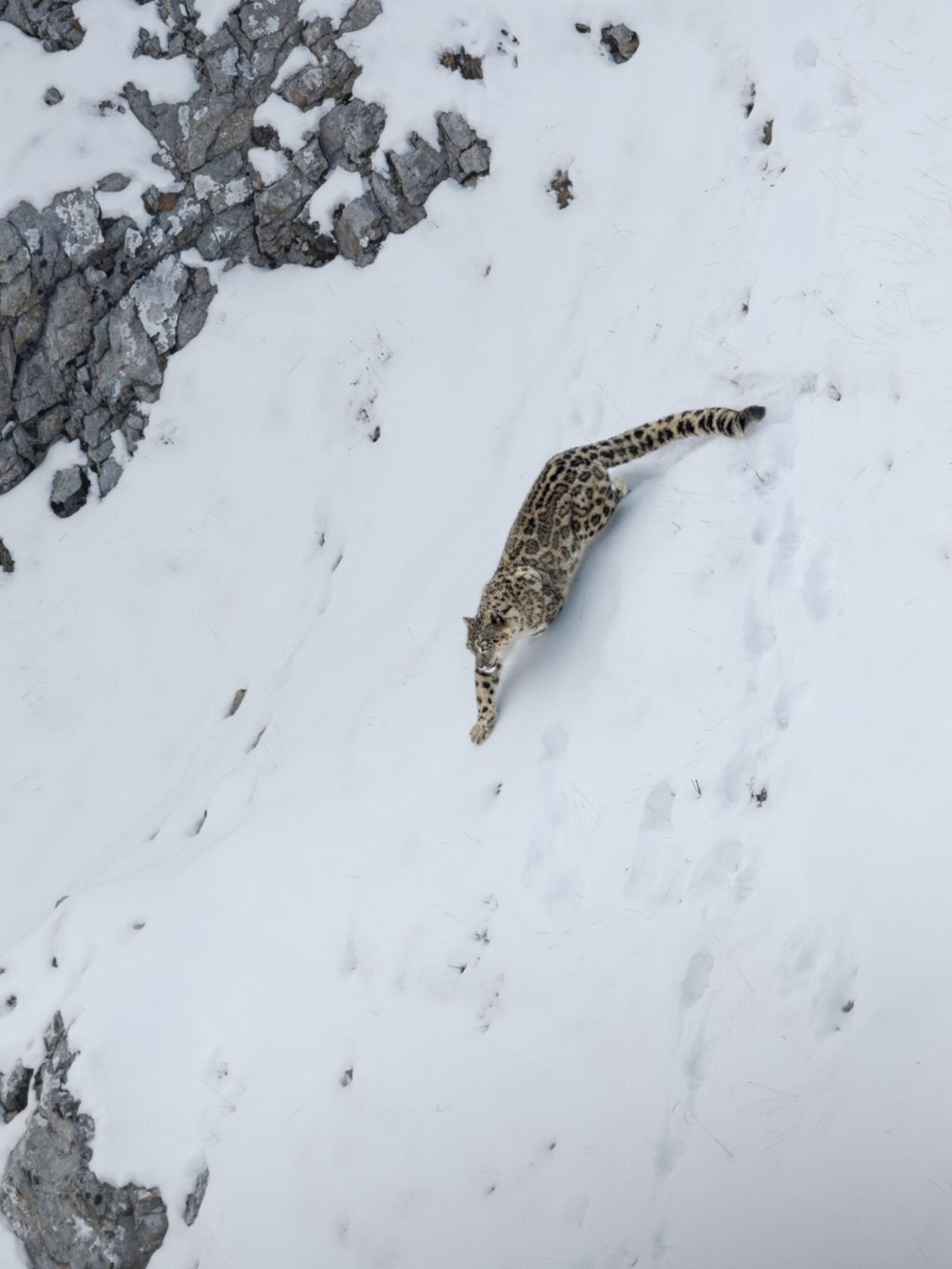 Snow Leopard Being Hunted