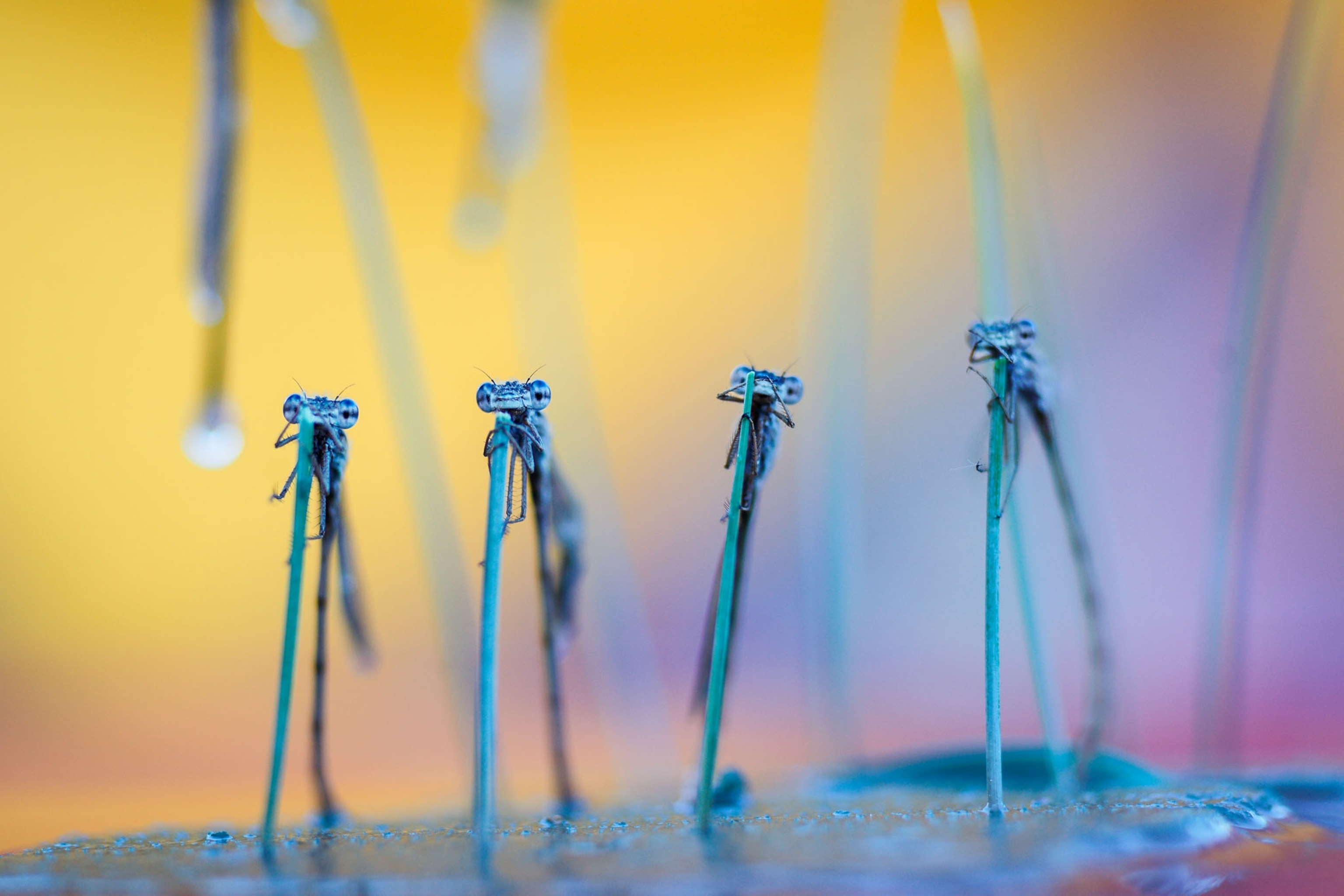 Damselflies' hidden world enchanted photographer Remus Tiplea