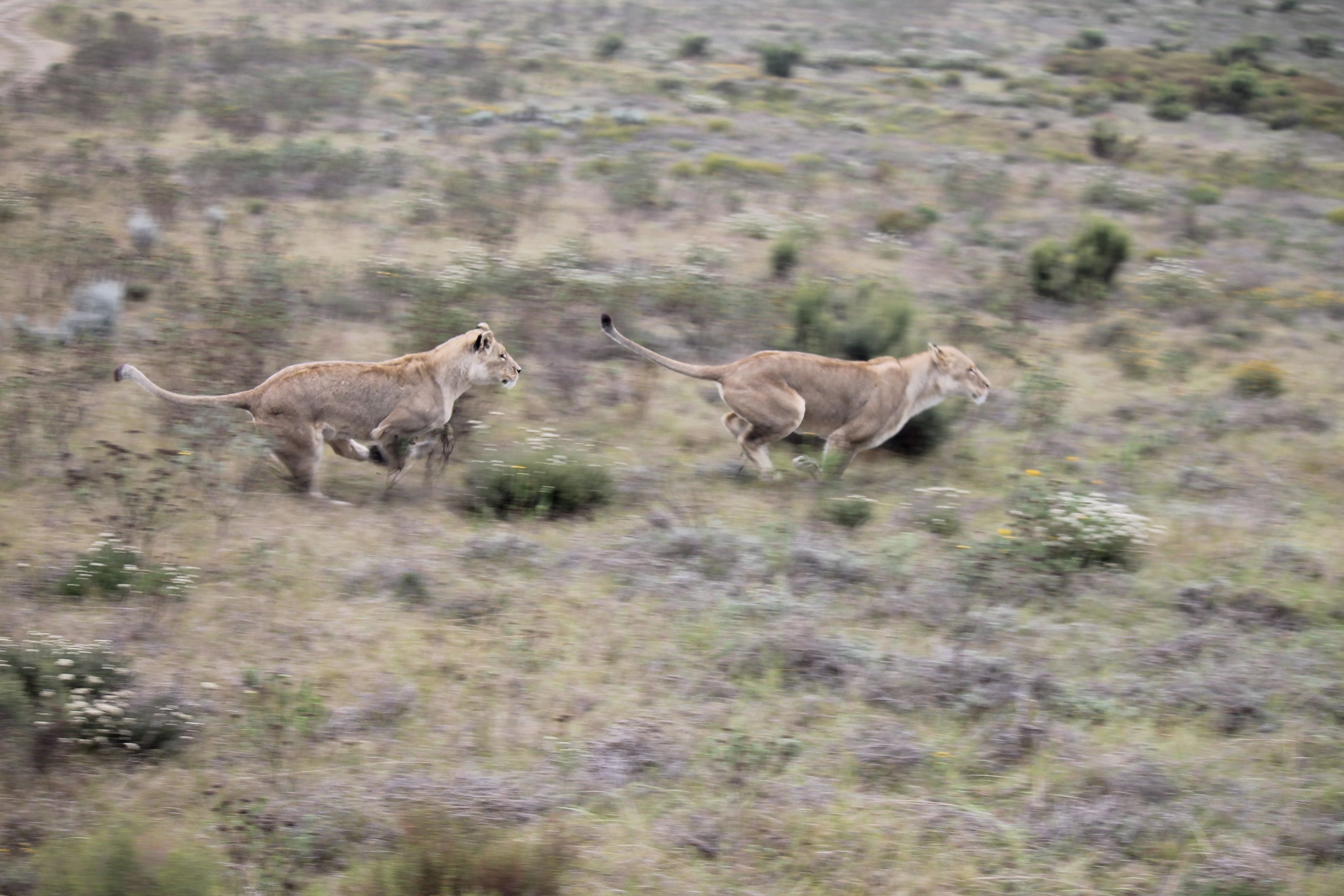 Is Captive Lion Hunting Really Helping to Save the Species?