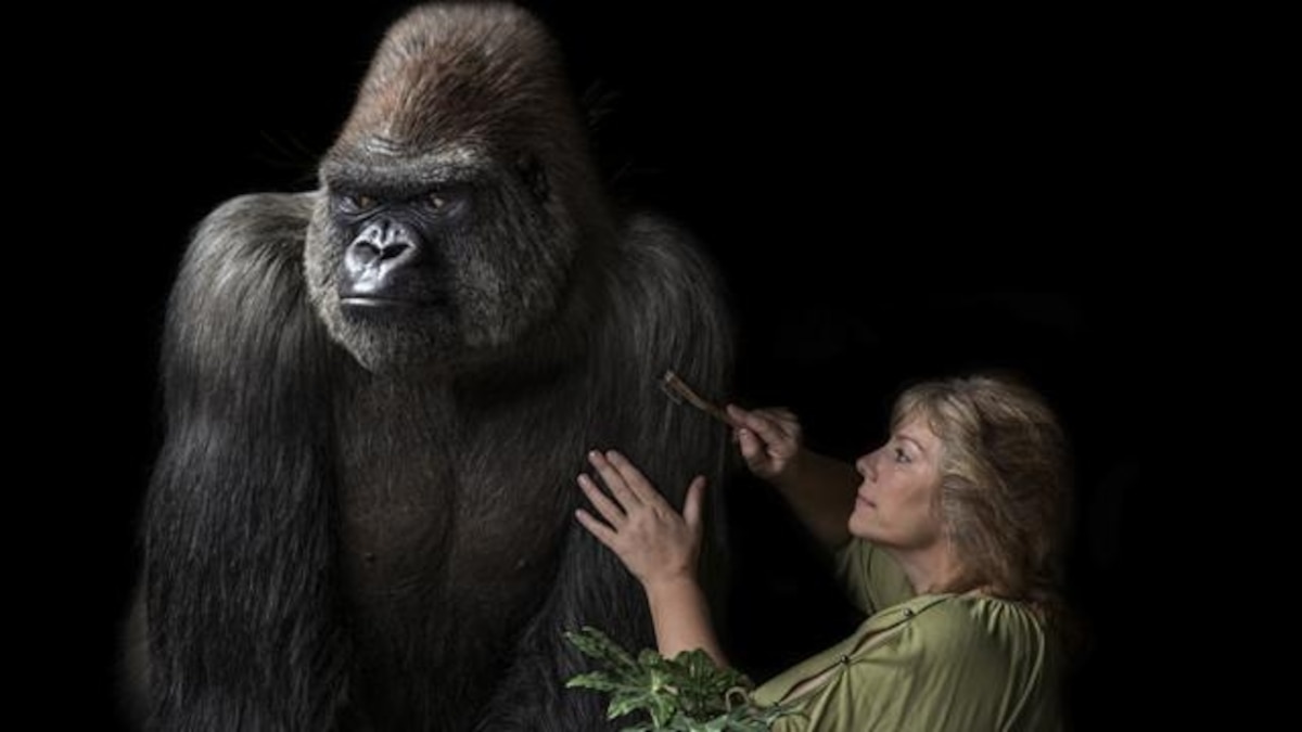 A Photographer Documents the Evolution of Taxidermy | National Geographic