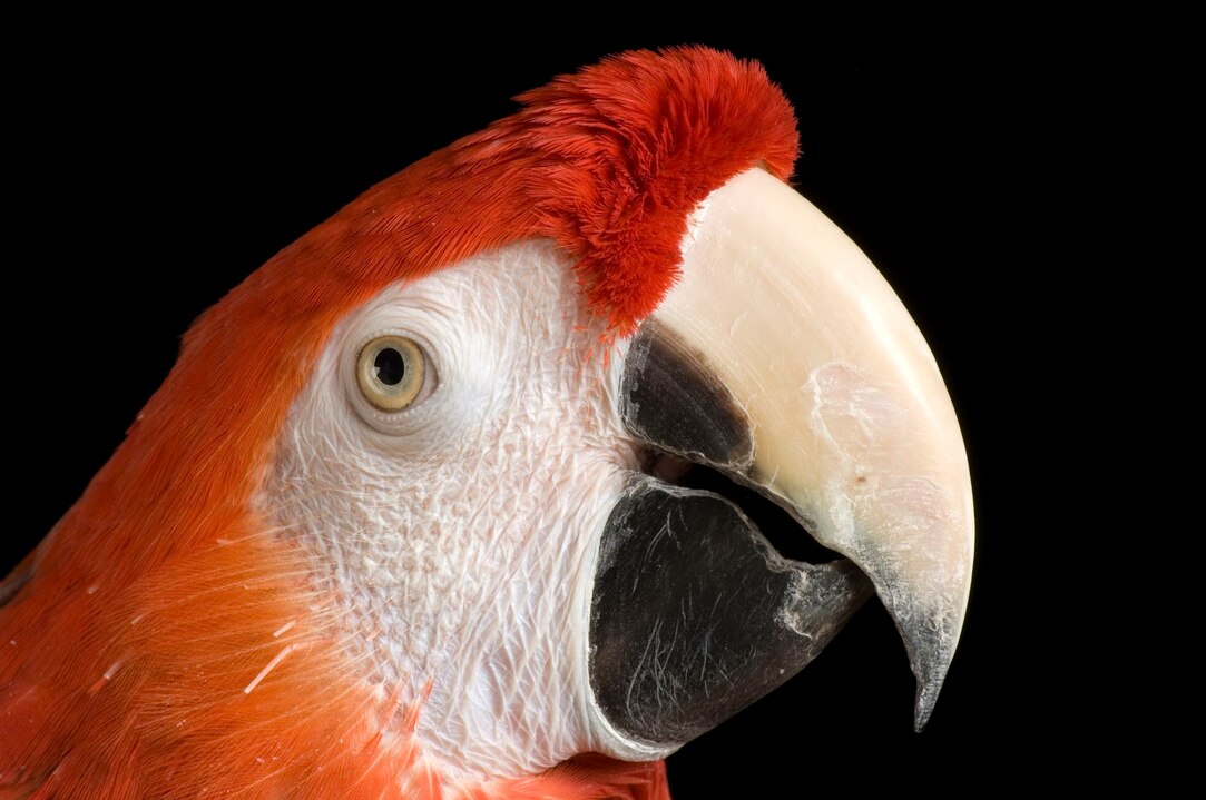 Macaw Gorm Leanbh