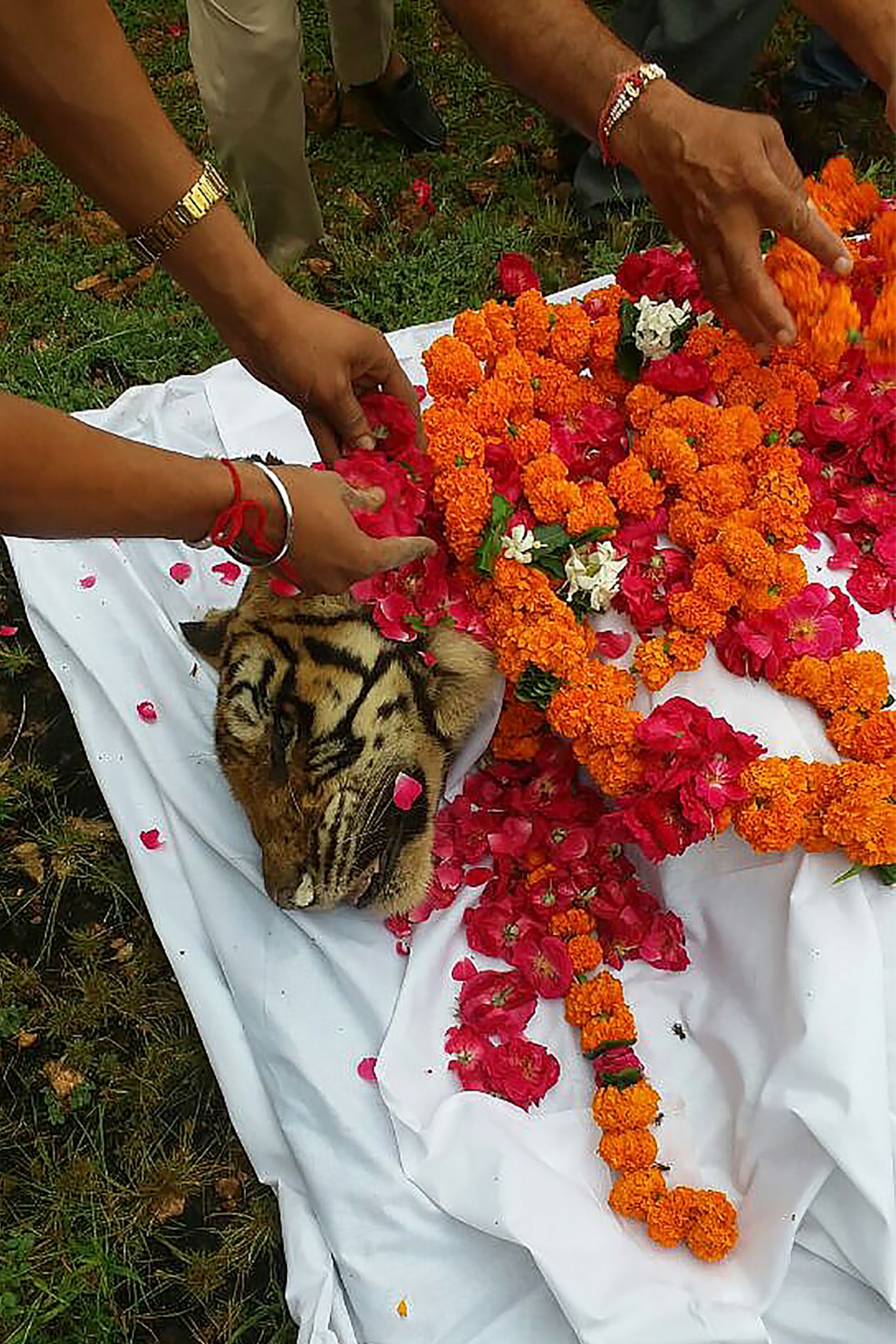 One of the World's Oldest Tigers Has Died