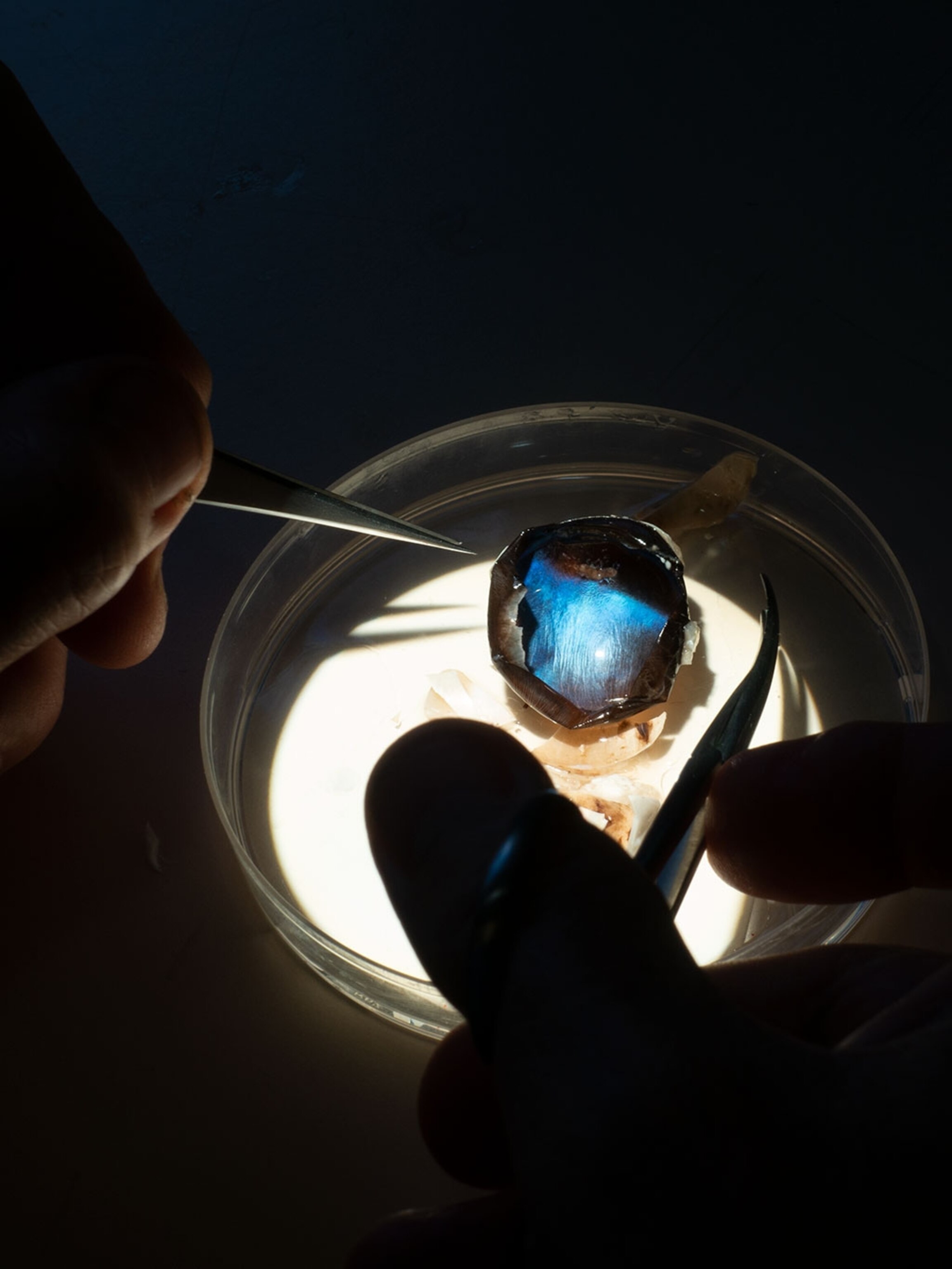 Tapetum Lucidum Cow Eye