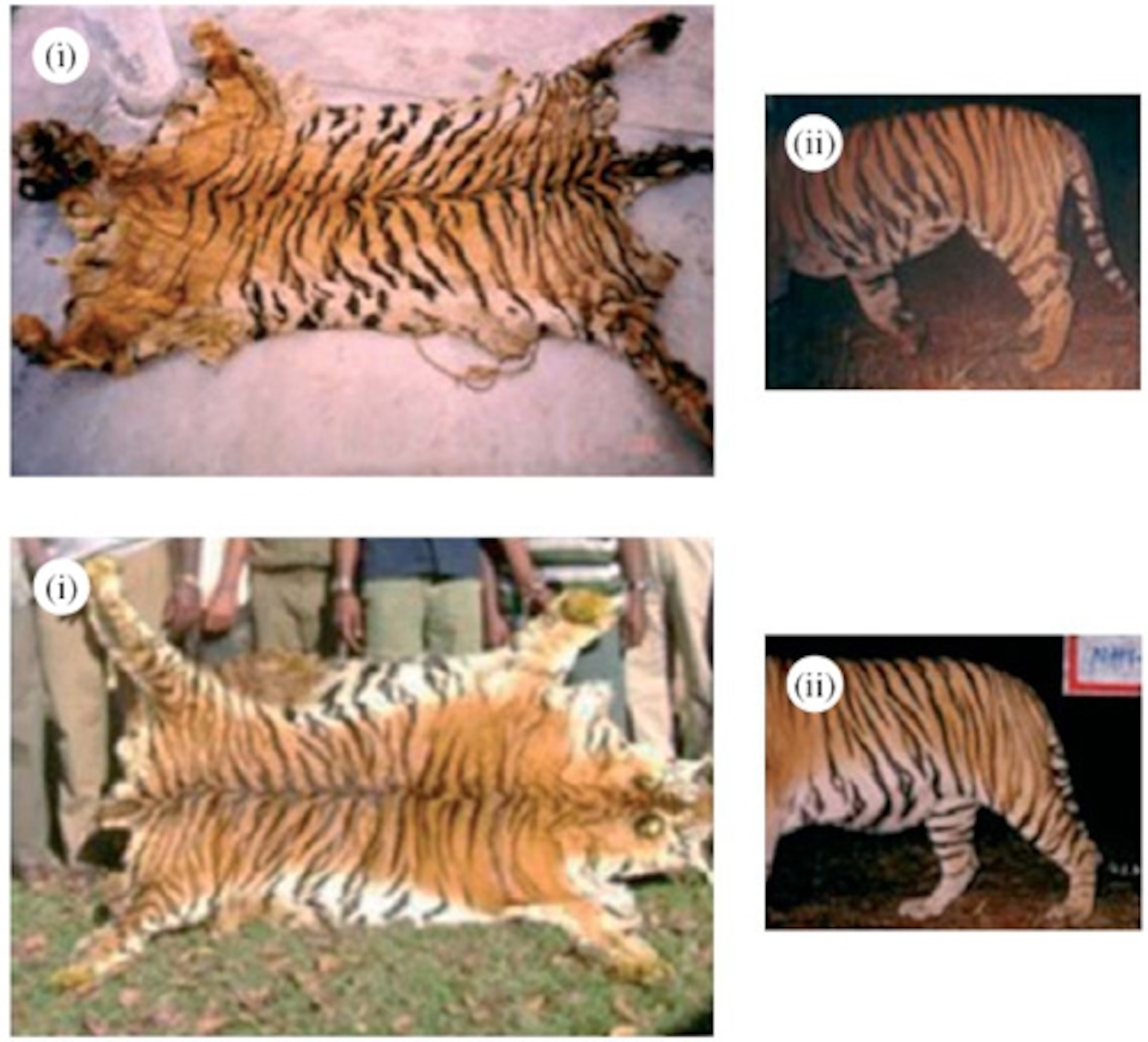 Photo-recognition software catches tigers by their stripes | National ...