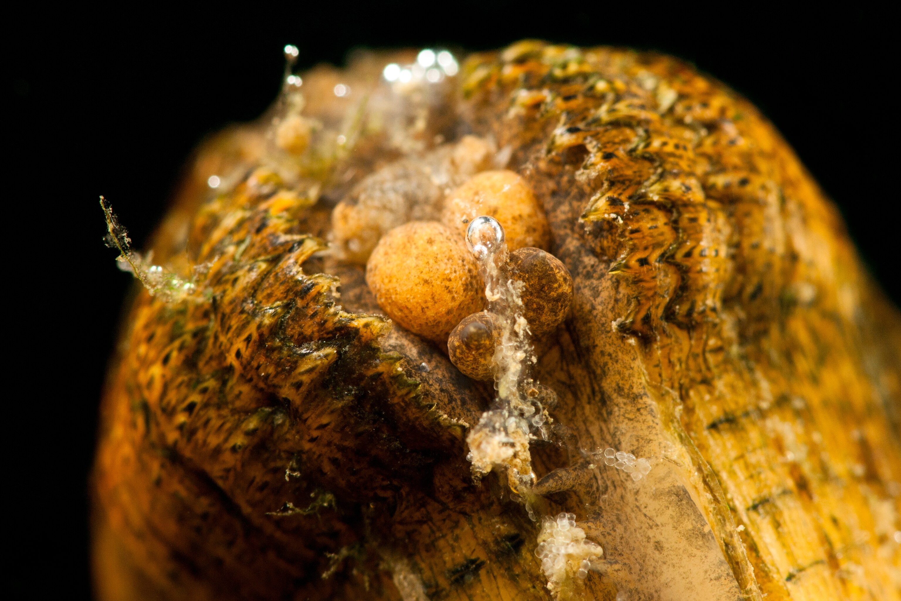 The high-stakes scramble to save the Appalachian monkeyface mussel