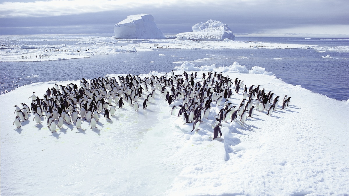 Penguins That Weathered Past Climate Change Suffer This Time | National ...