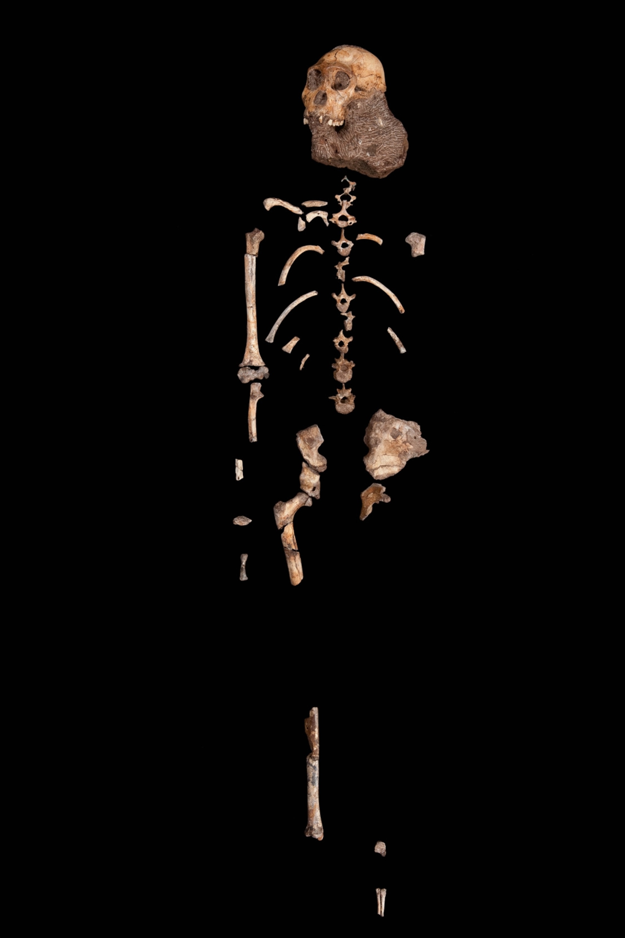 Part Ape, Part Human