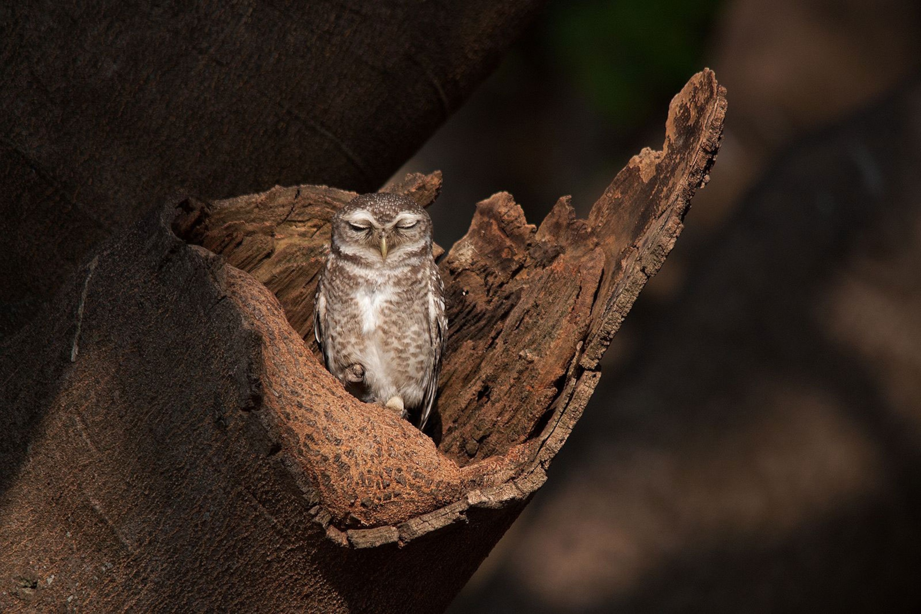 24 Endearing Photos of Animals Sleeping