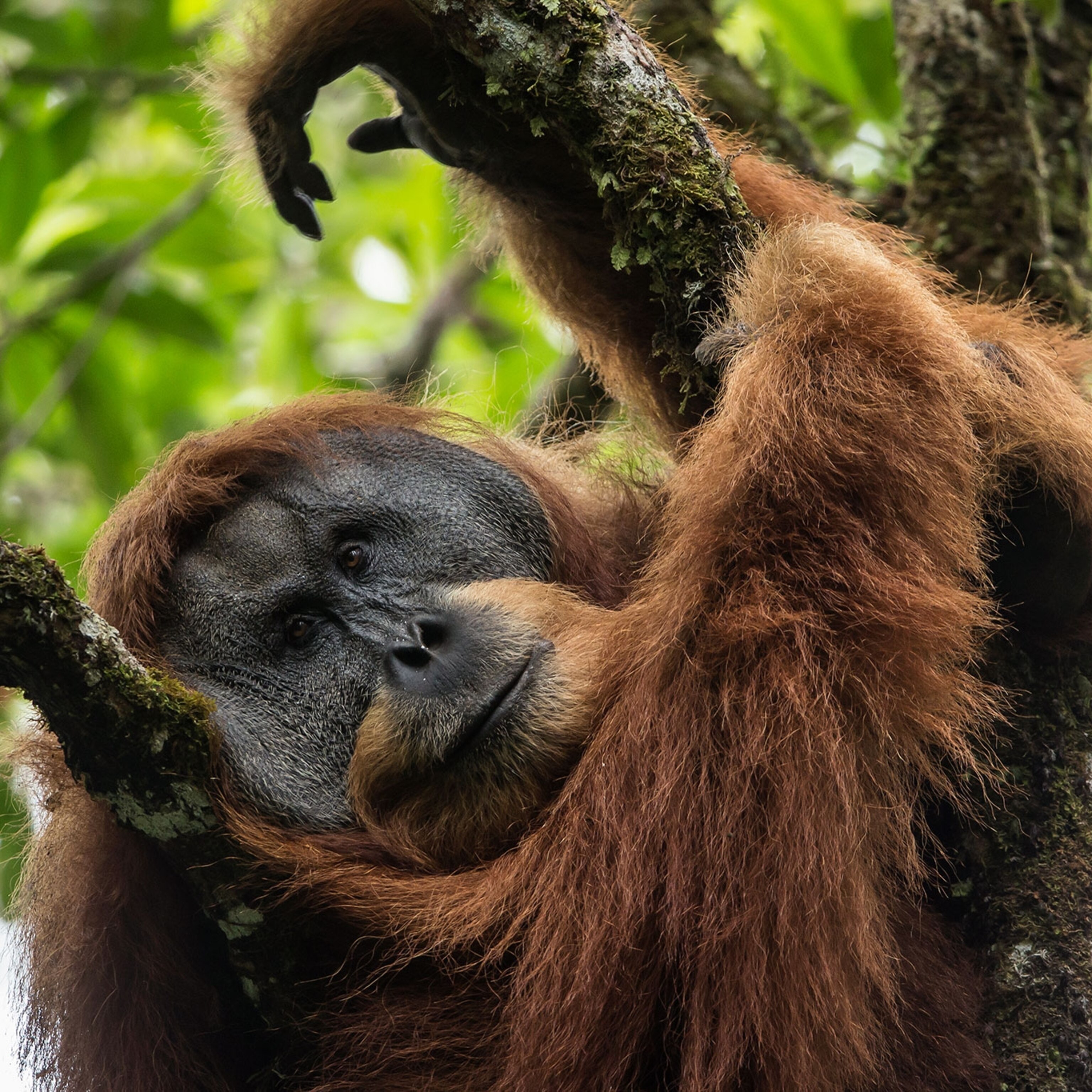 Orangutan Sumatran Orangutan Born At Philadelphia Zoo, Aiding