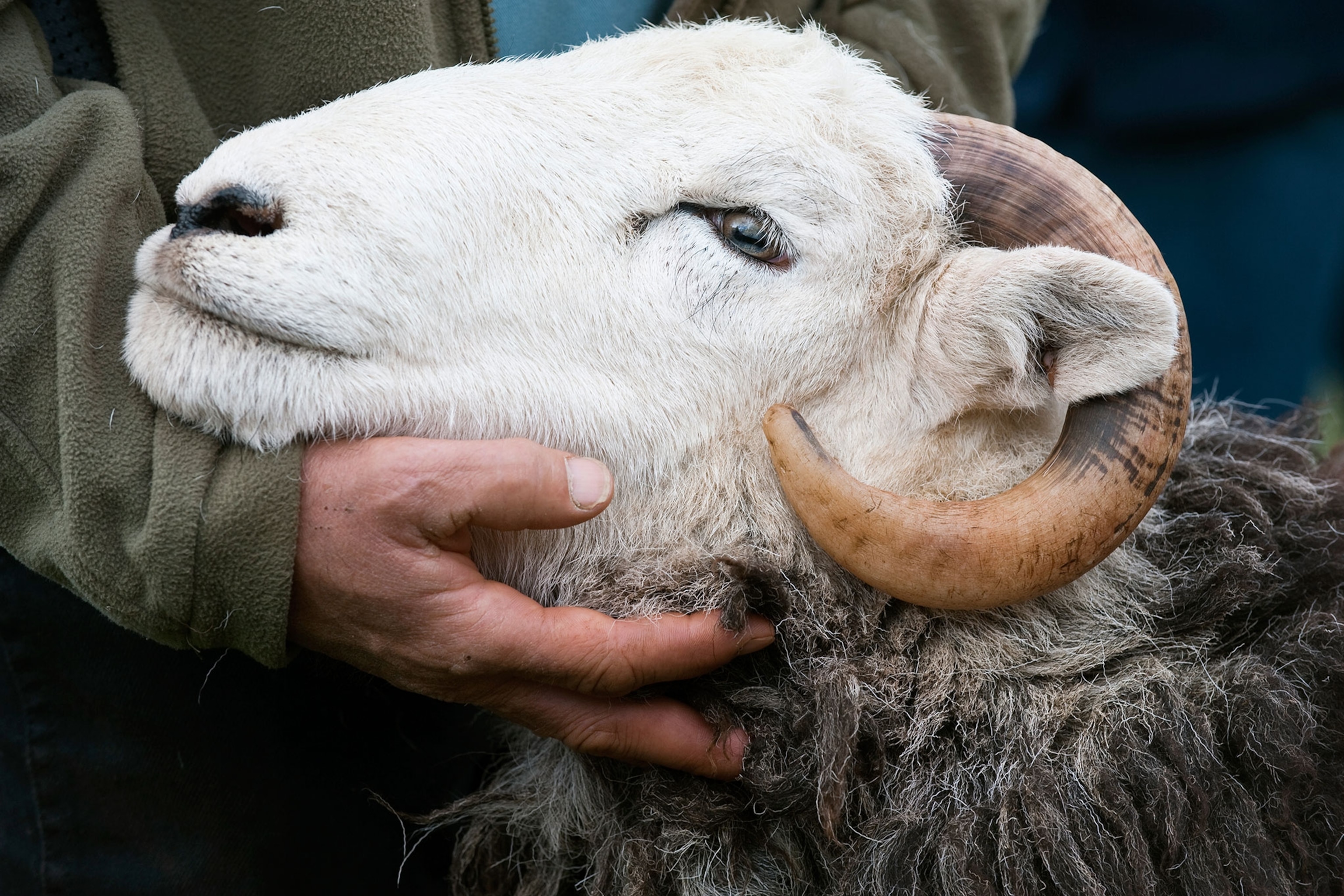 Why the Life of a Shepherd Has Value In Today’s World