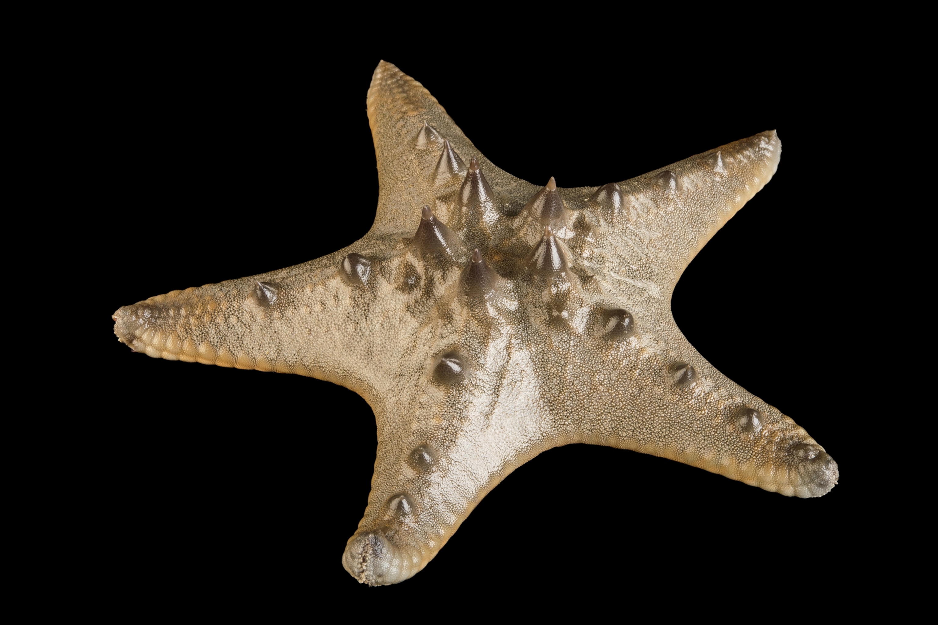 Jellyfish Lakes Discovered by National Geographic Explorer in West ...