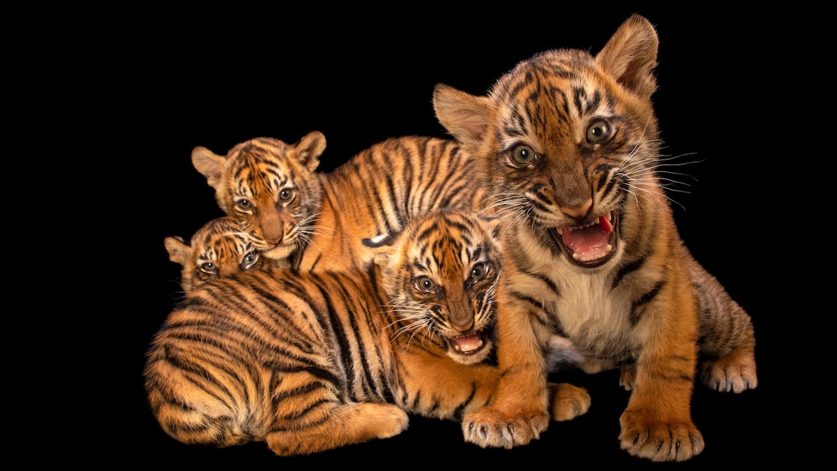 We’ve got your daily fix of adorable baby animal photos | National ...