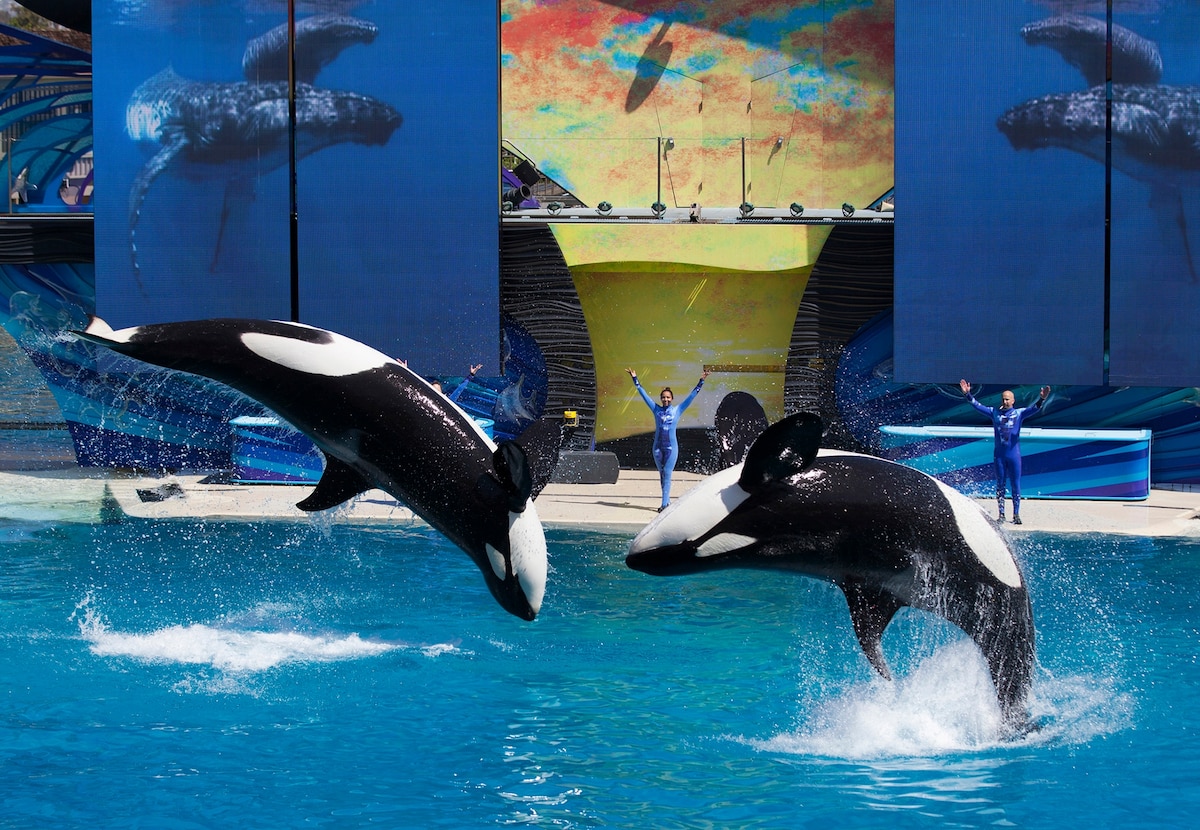 Controversial SeaWorld Orca Shows End in California, but Continue Elsewhere