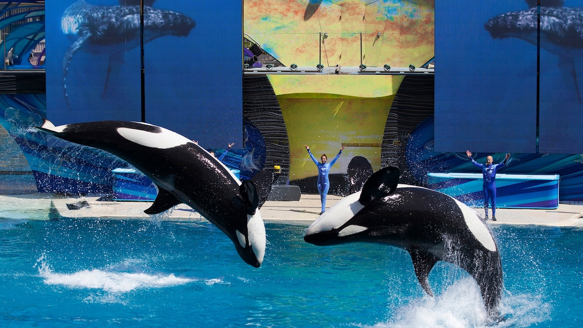 Controversial SeaWorld Orca Shows End in California, but Continue ...