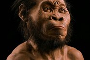 Homo Habilis The First Humans Prehistoric Humans 47 OFF Homo Habilis The First Humans Prehistoric Humans 47 OFF