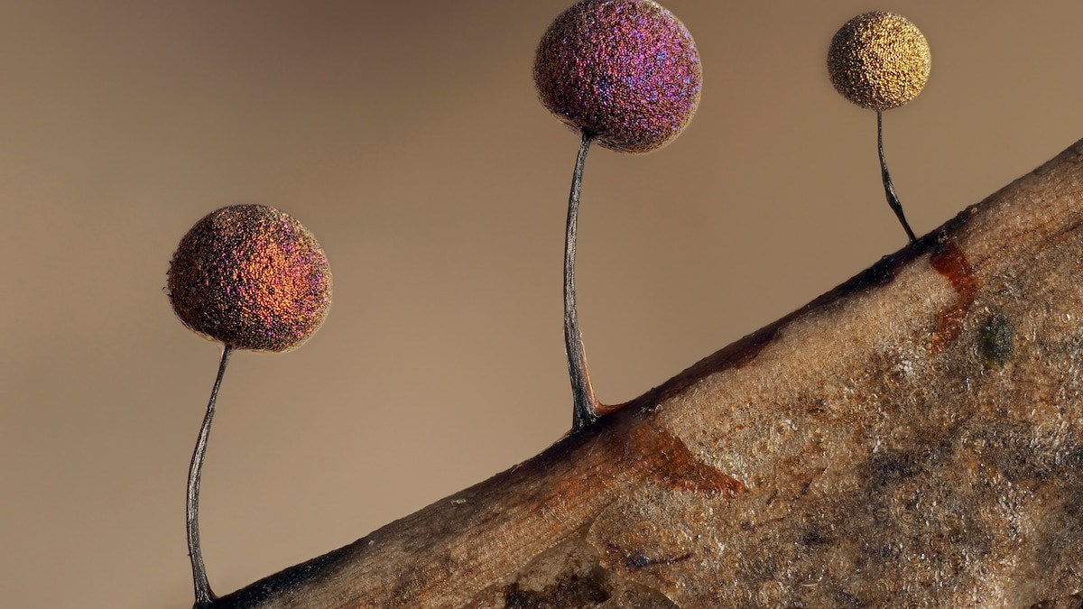 Behold the surreal magic and mystery of slime molds | National Geographic
