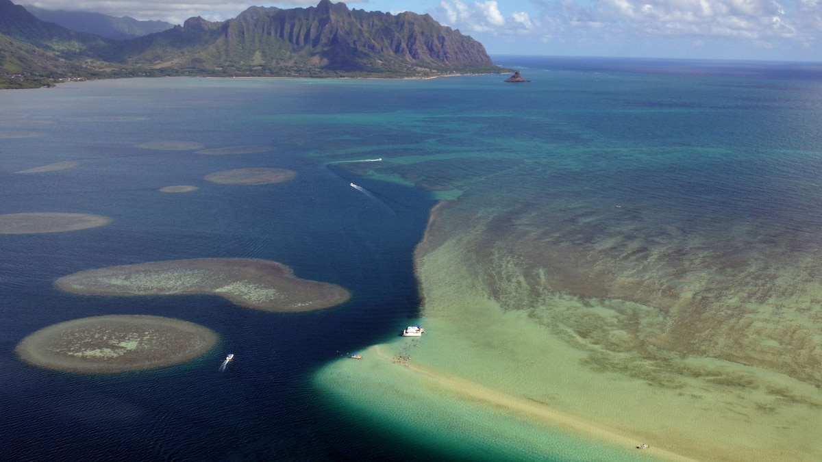 Urchins Help Save Hawaiian Coral Reef | National Geographic