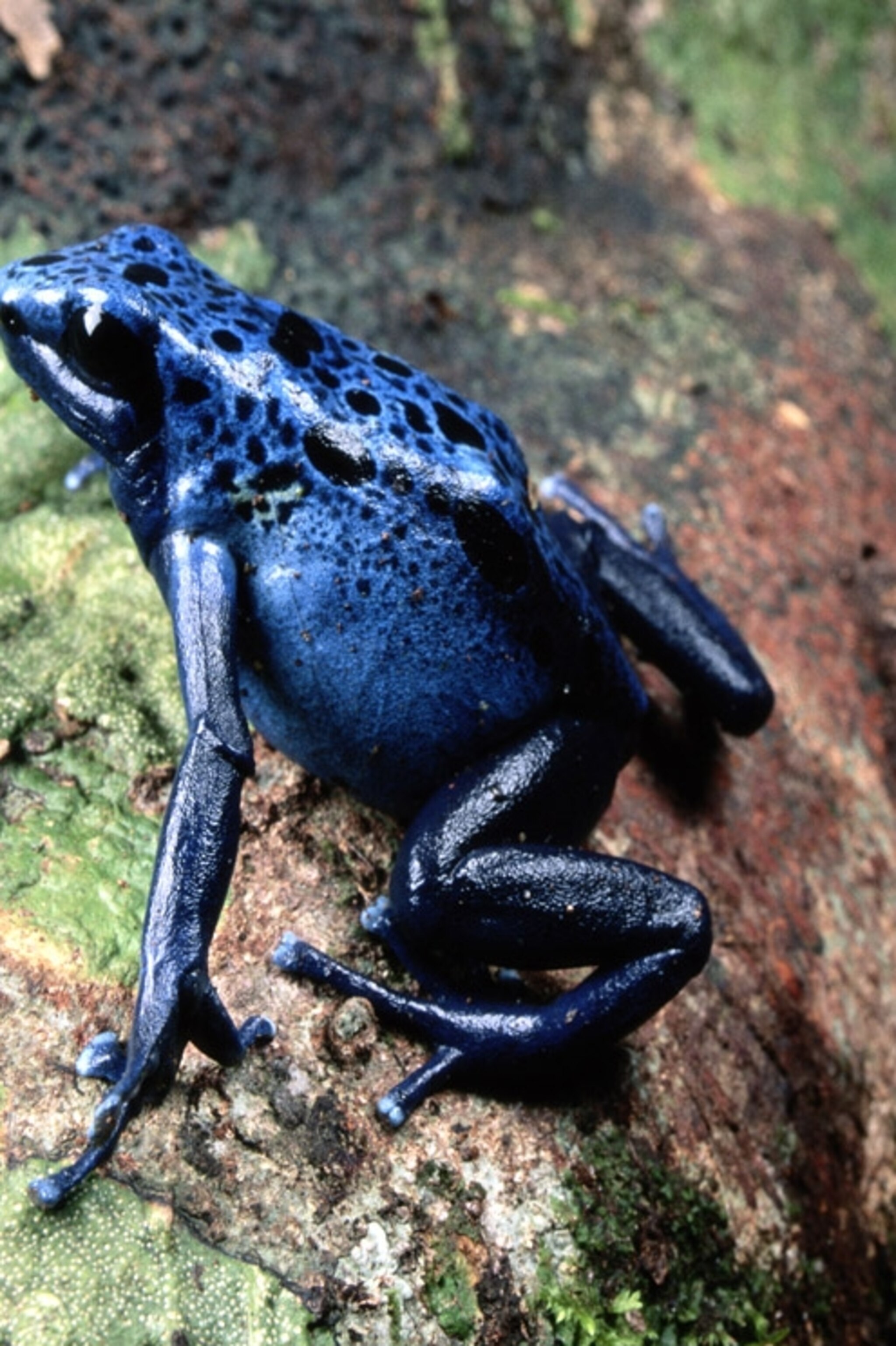 Tropical Rainforest Poisonous Frogs