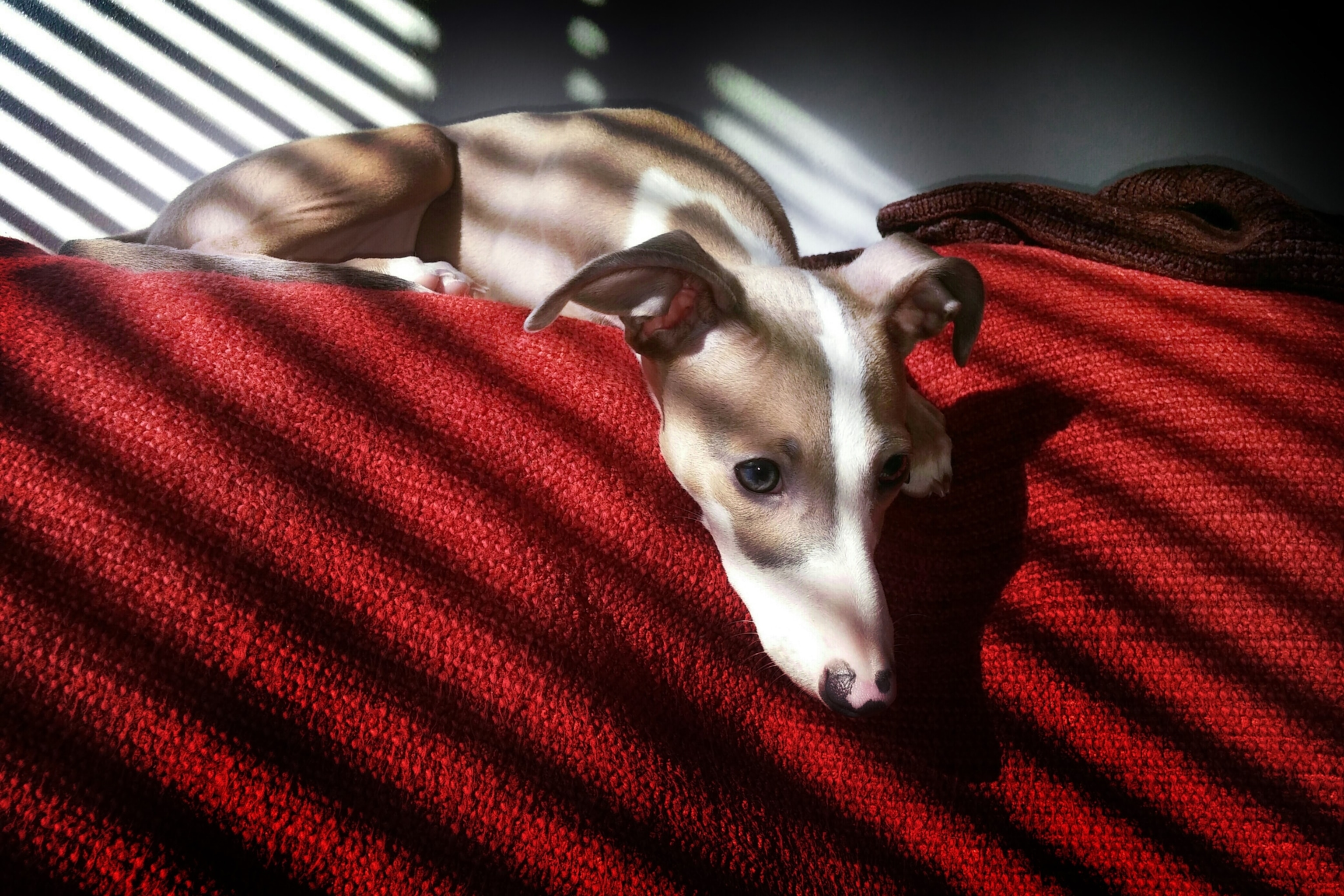 A dog caught monkeypox. What does it mean for our pets and other species?