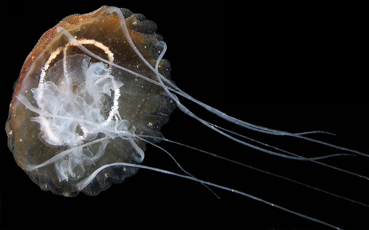 Beautiful, Golden Jellyfish Invading Fisher's Nets Is a New Species