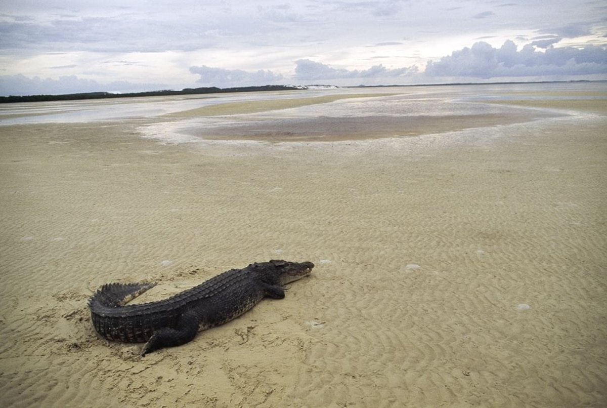 Crocodiles Body Surf to Hop Between Islands