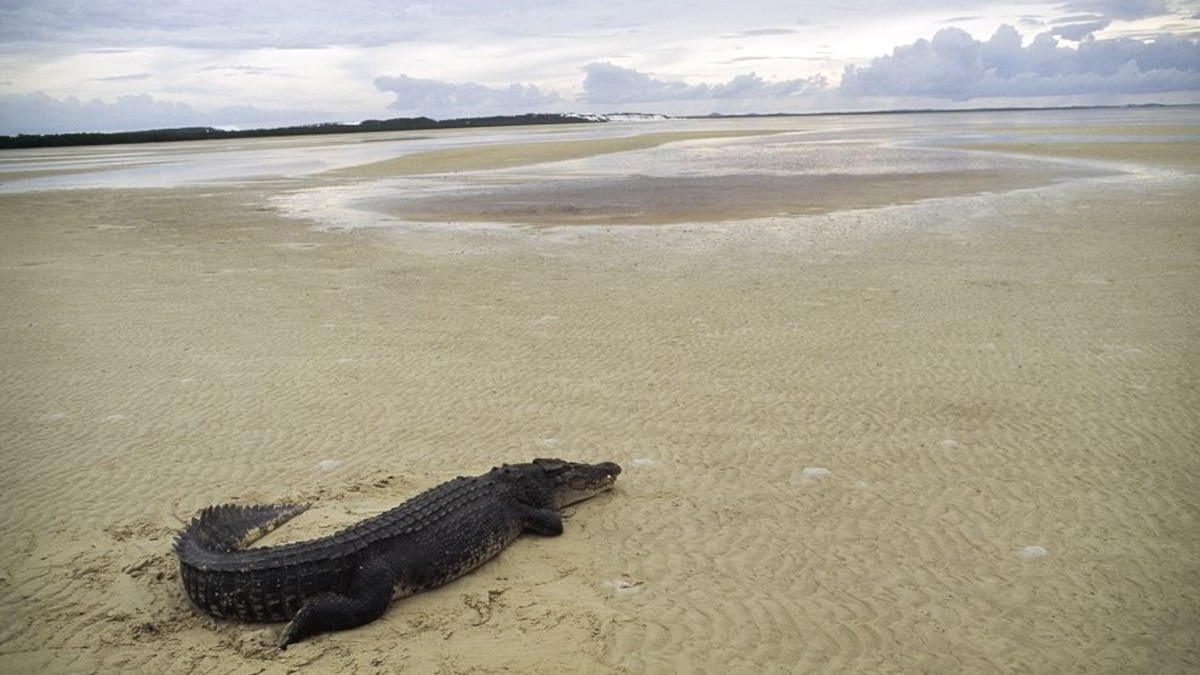 Crocodiles Body Surf to Hop Between Islands | National Geographic