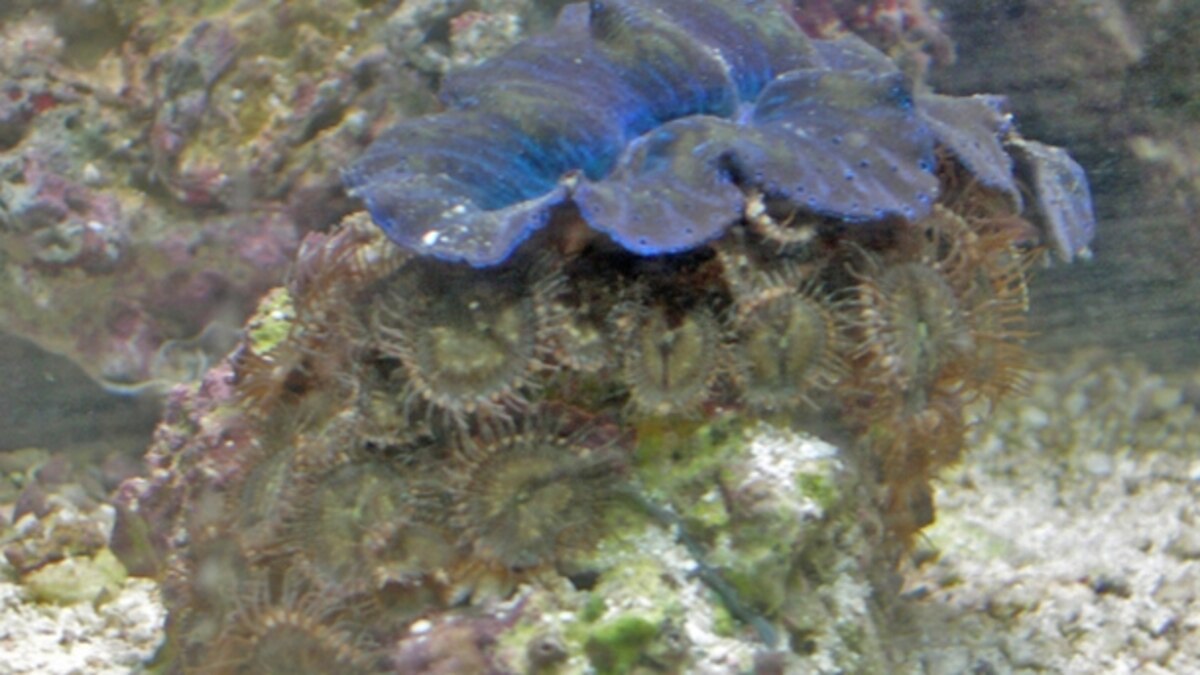 World’s 2nd deadliest poison, in an aquarium store near you