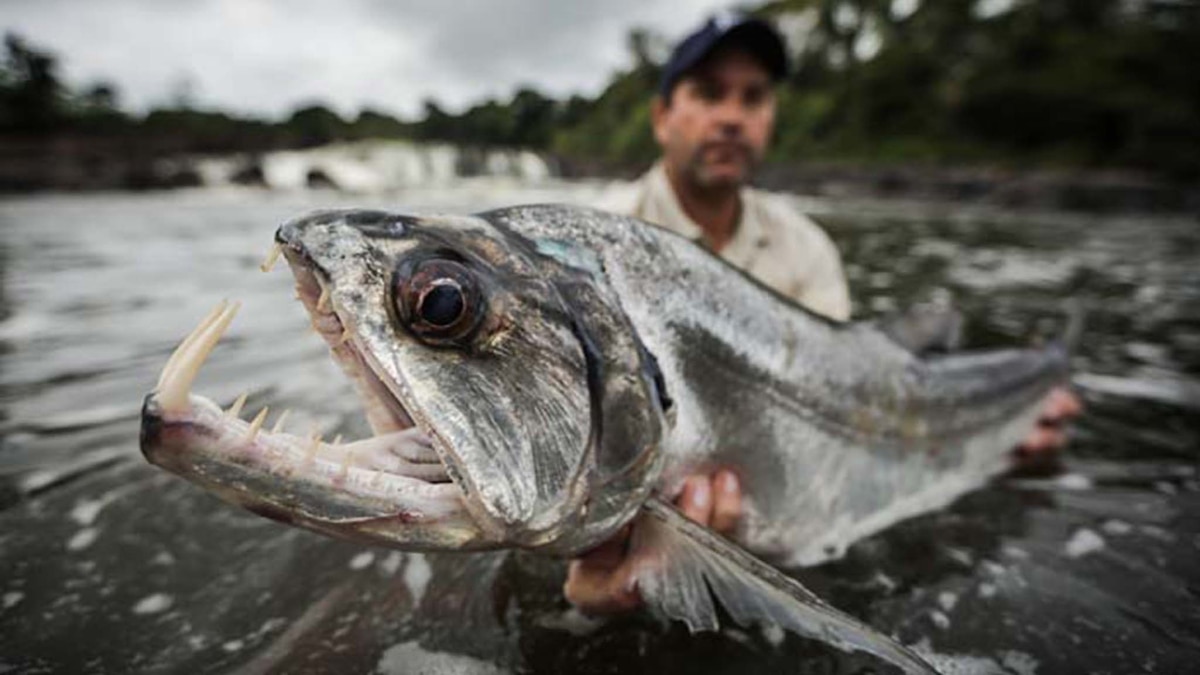 Swimming with the World’s Biggest Fish | National Geographic