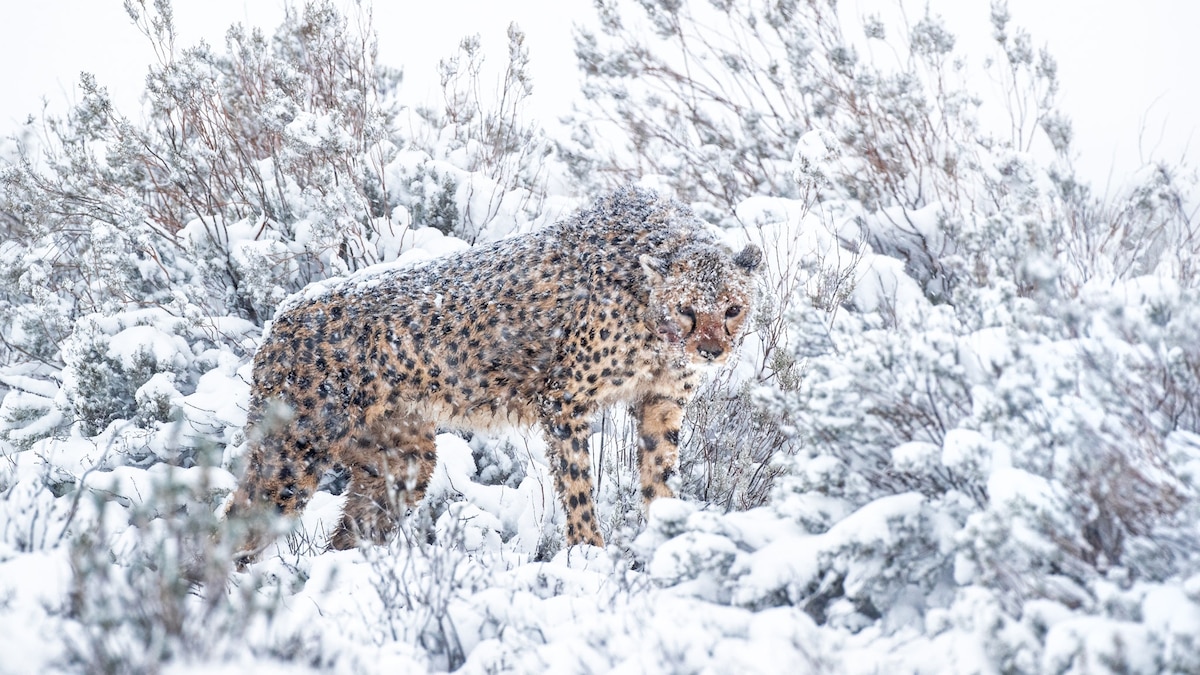 Rare photographs show African cheetahs in snowstorm | National Geographic