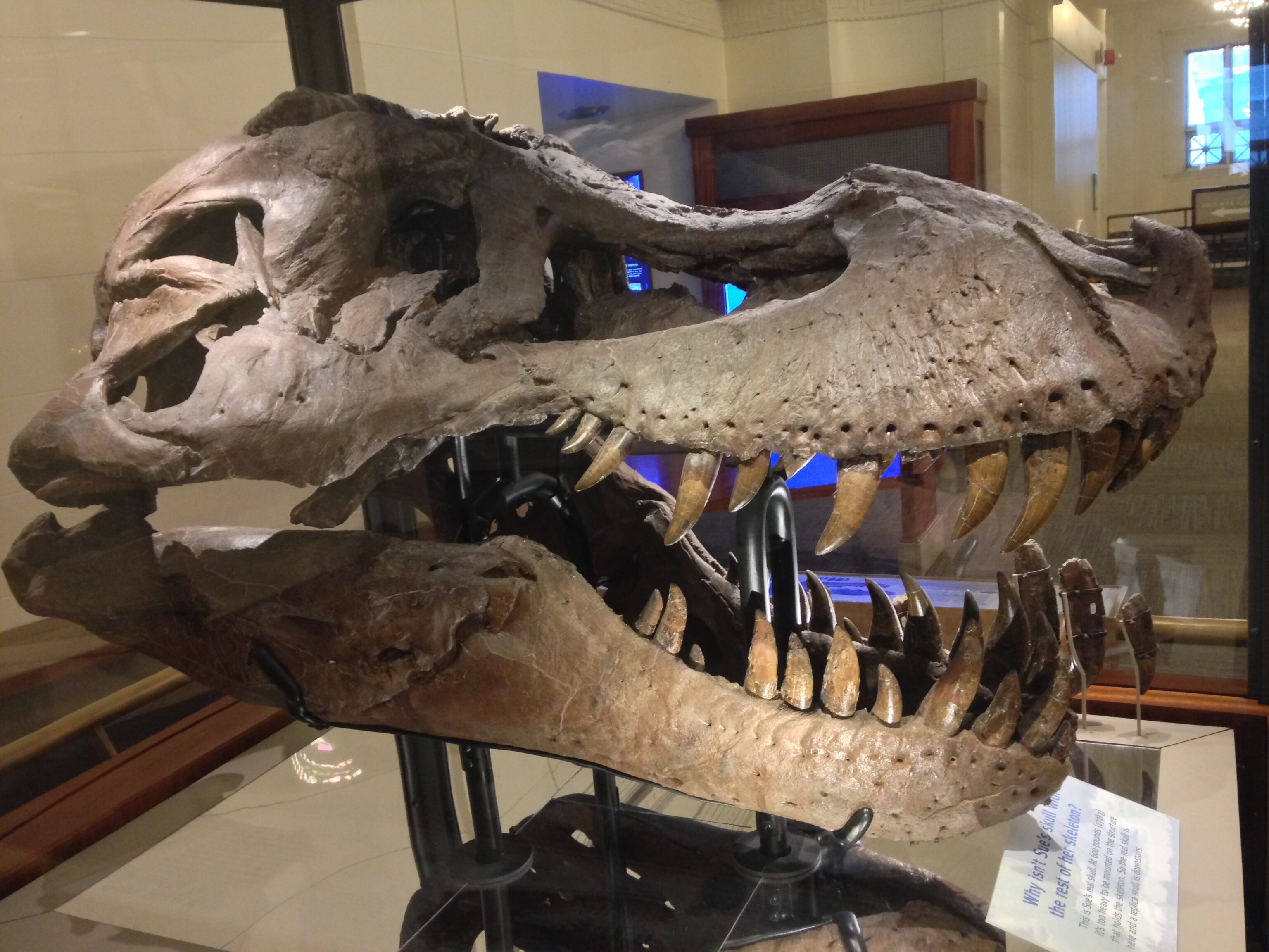 Dinosaur 13 and the Ghost of Tyrannosaurus Sue