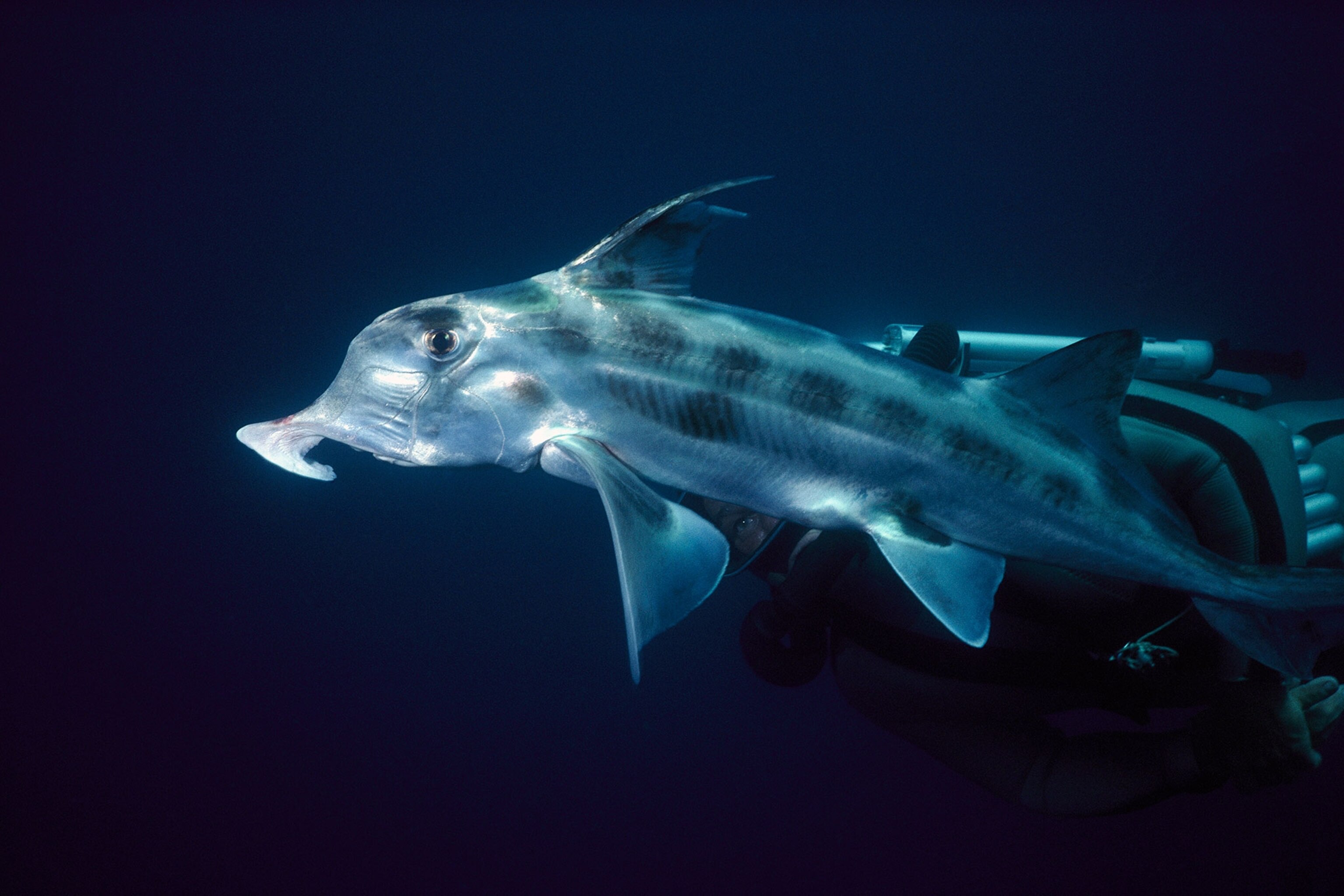 Creepy and Weird Animals